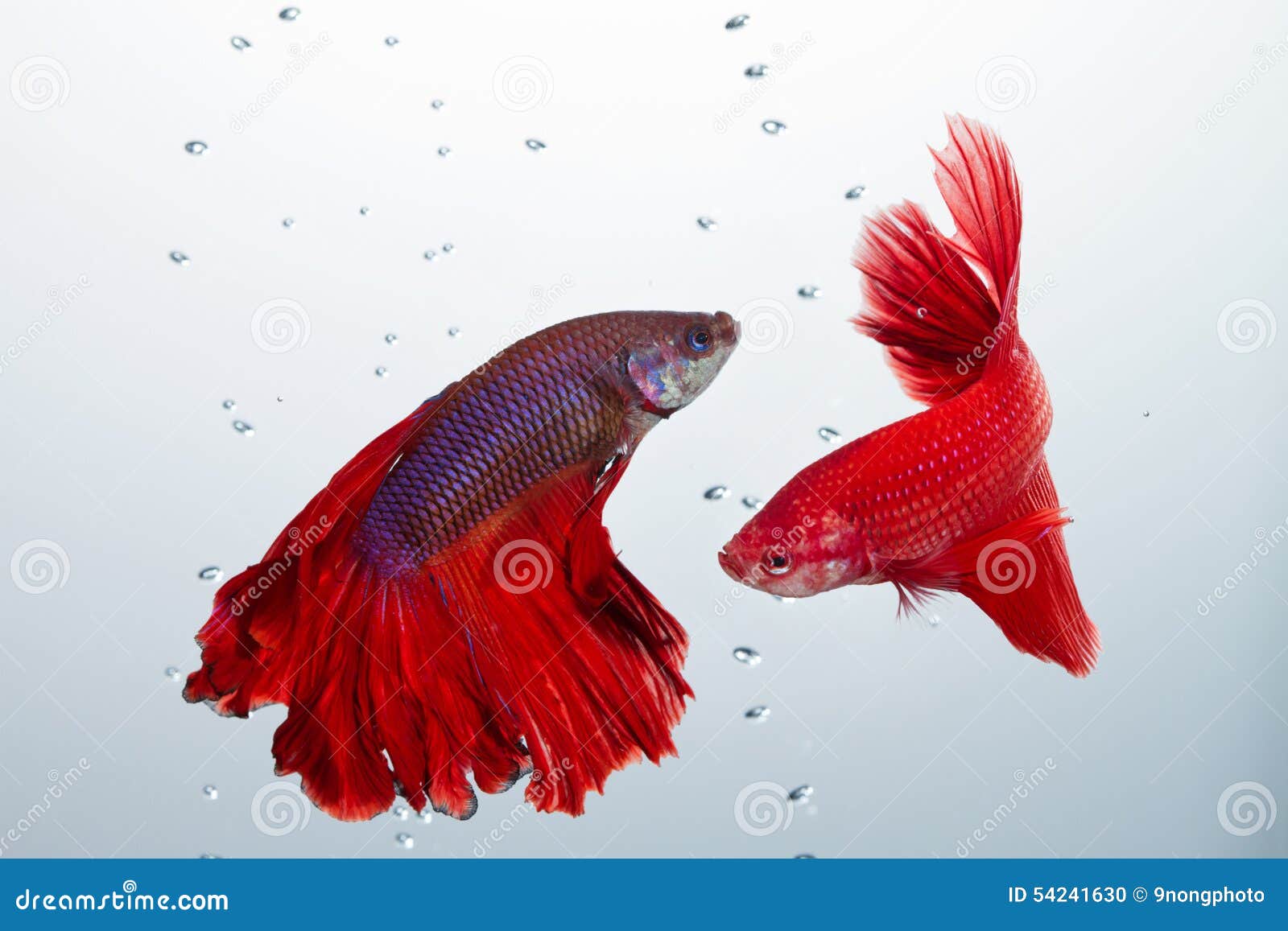Red betta fighting fish stock photo. Image of beautiful - 54241630