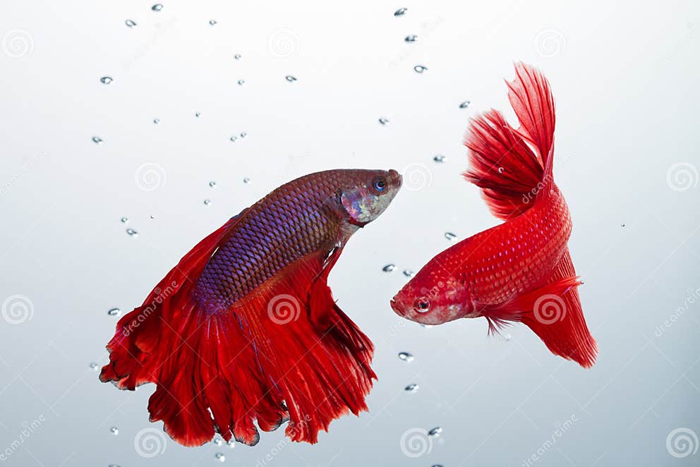 Red betta fighting fish stock photo. Image of beautiful - 54241630
