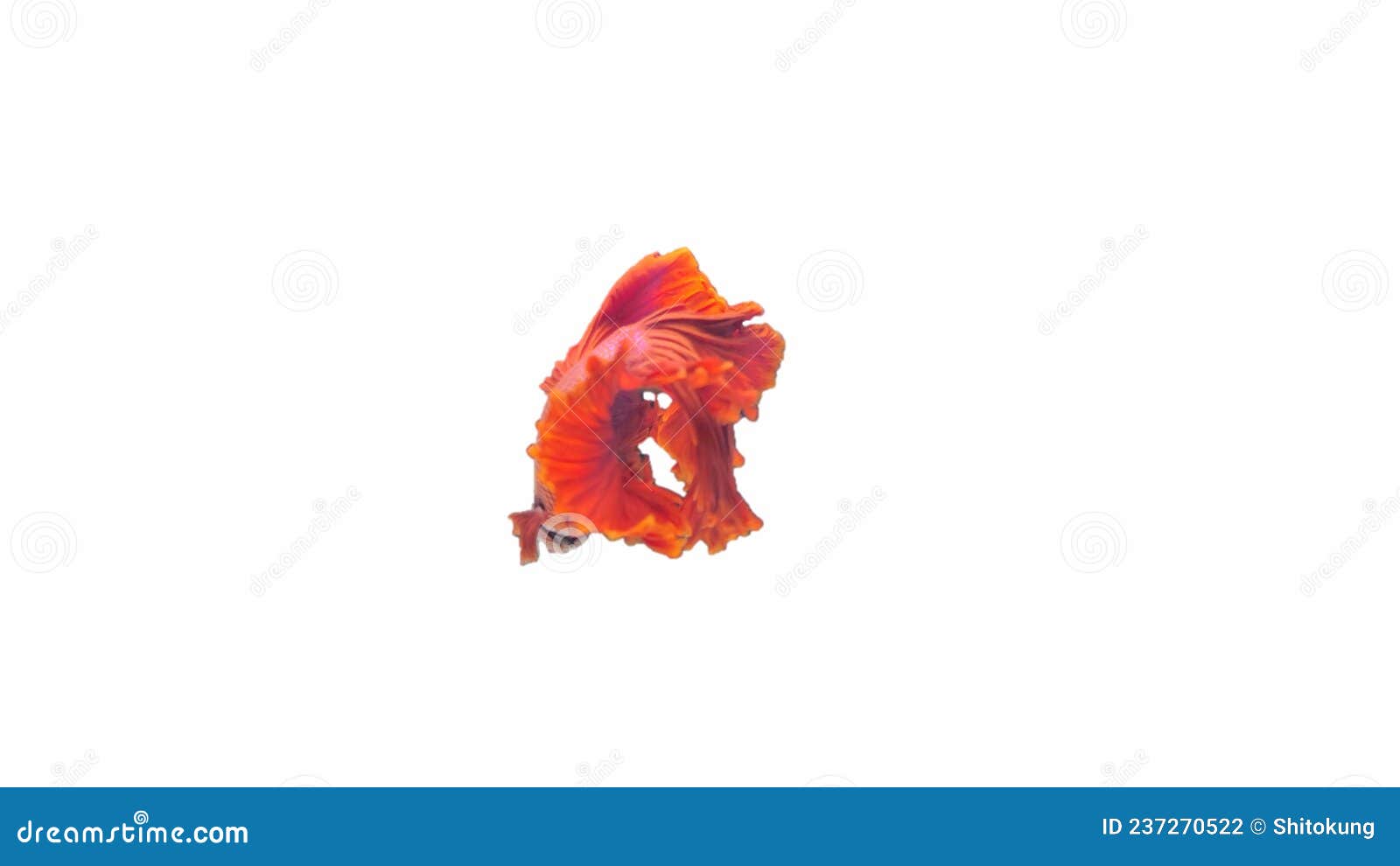 Red Betta Fighting Fish, Siamese Fight Fish, Aquarium Stock Photo ...