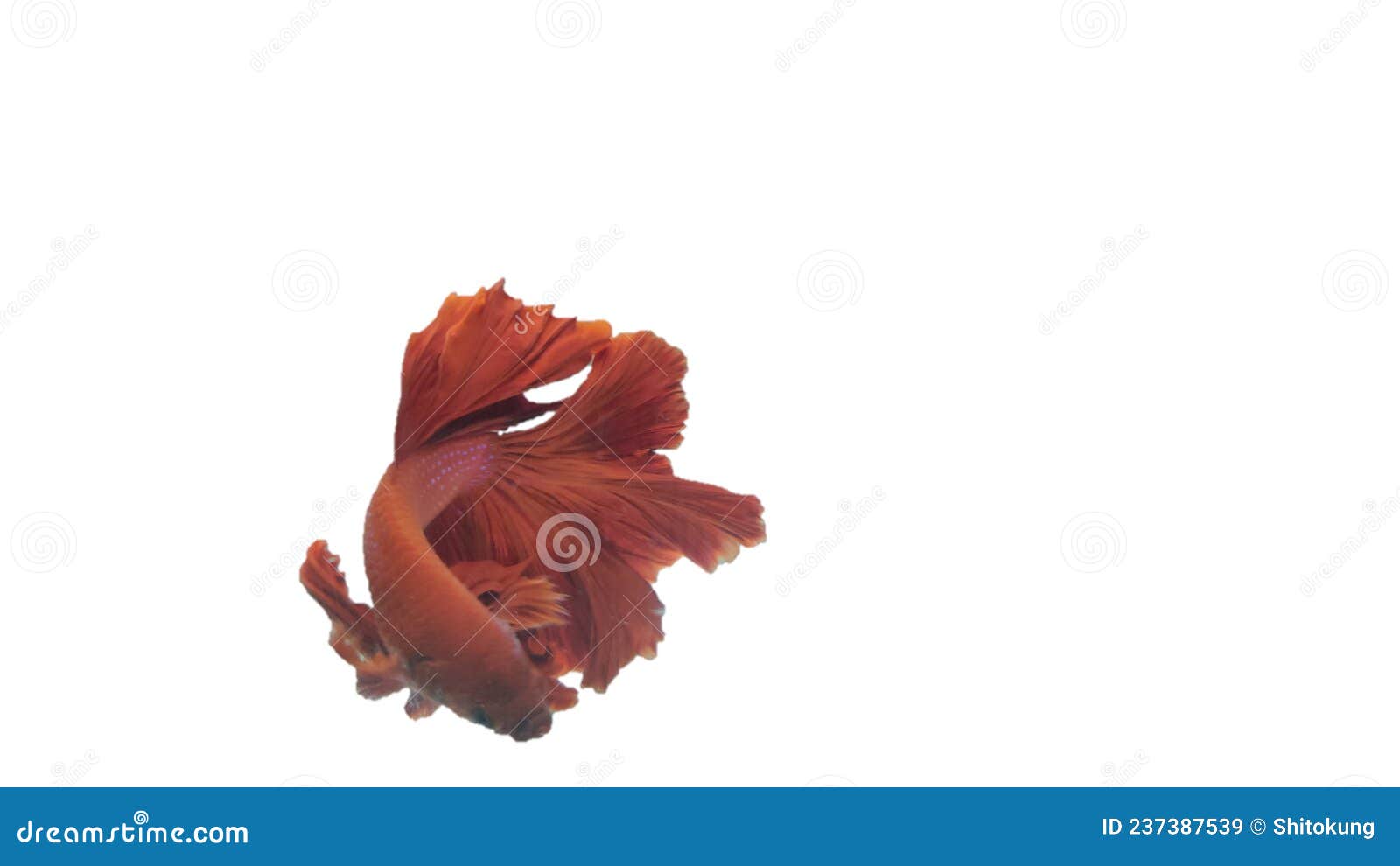Red Betta Fighting Fish, Siamese Fight Fish, Aquarium Stock Image ...