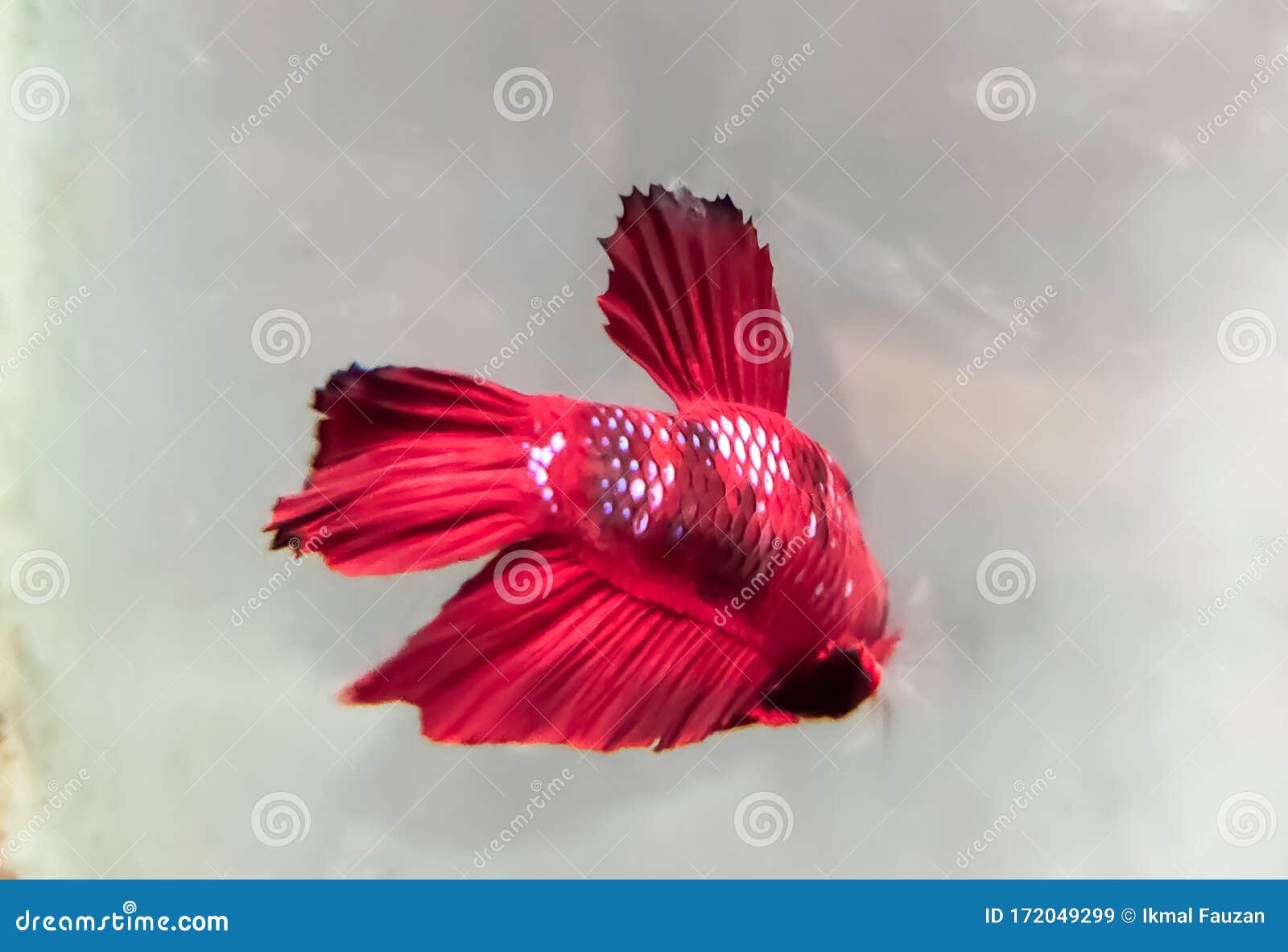 Red Betta Fish on a Aquarium Stock Image - Image of clipping, beauty ...