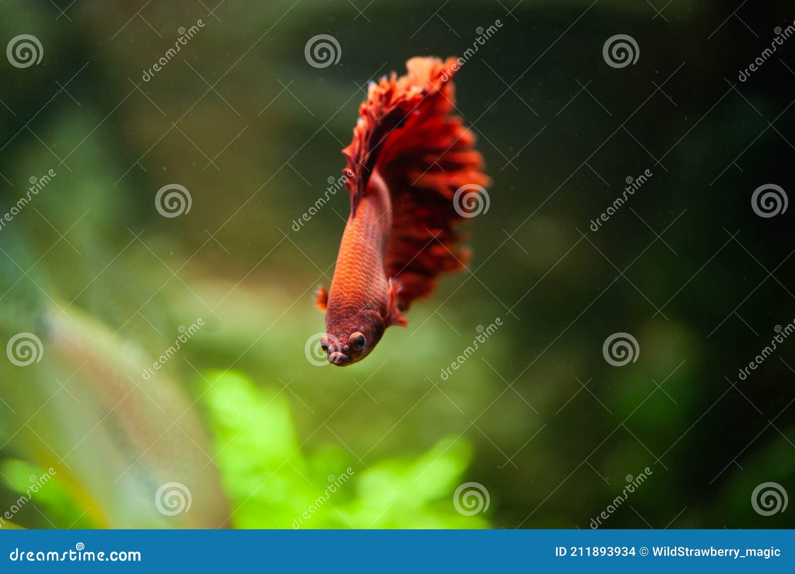 Red Betta Fish in a Beautiful Aquarium Stock Photo - Image of tail ...