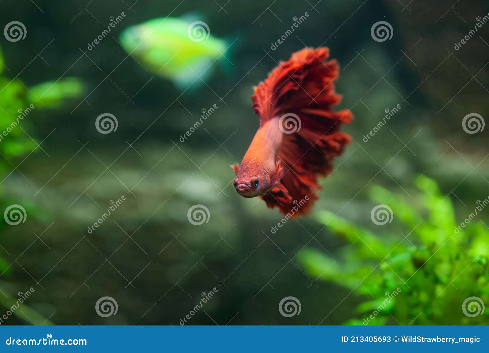 Red Betta Fish in a Beautiful Aquarium Stock Image - Image of aquarium ...