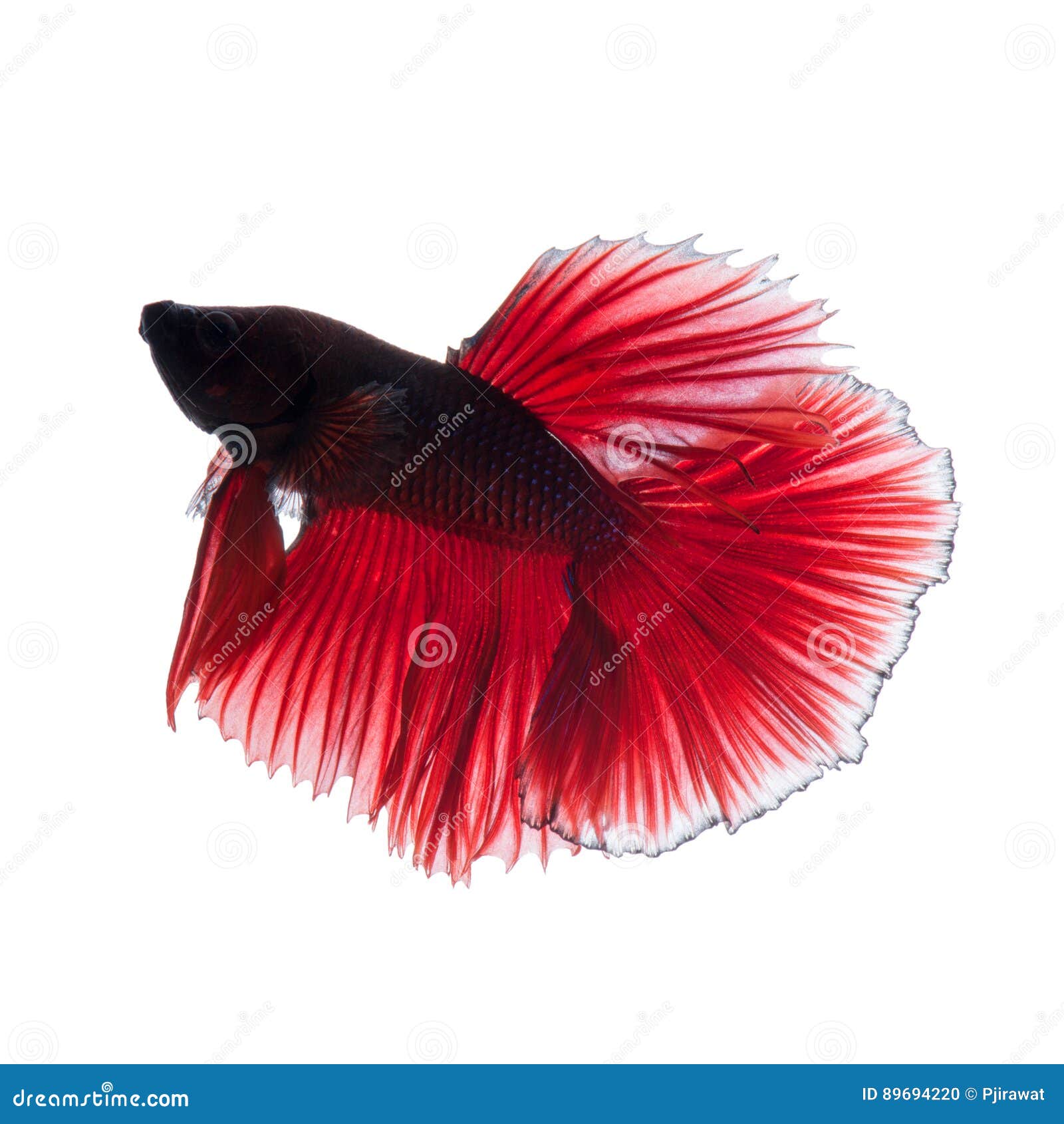 Red betta fish stock photo. Image of fish, pose, isolated - 89694220