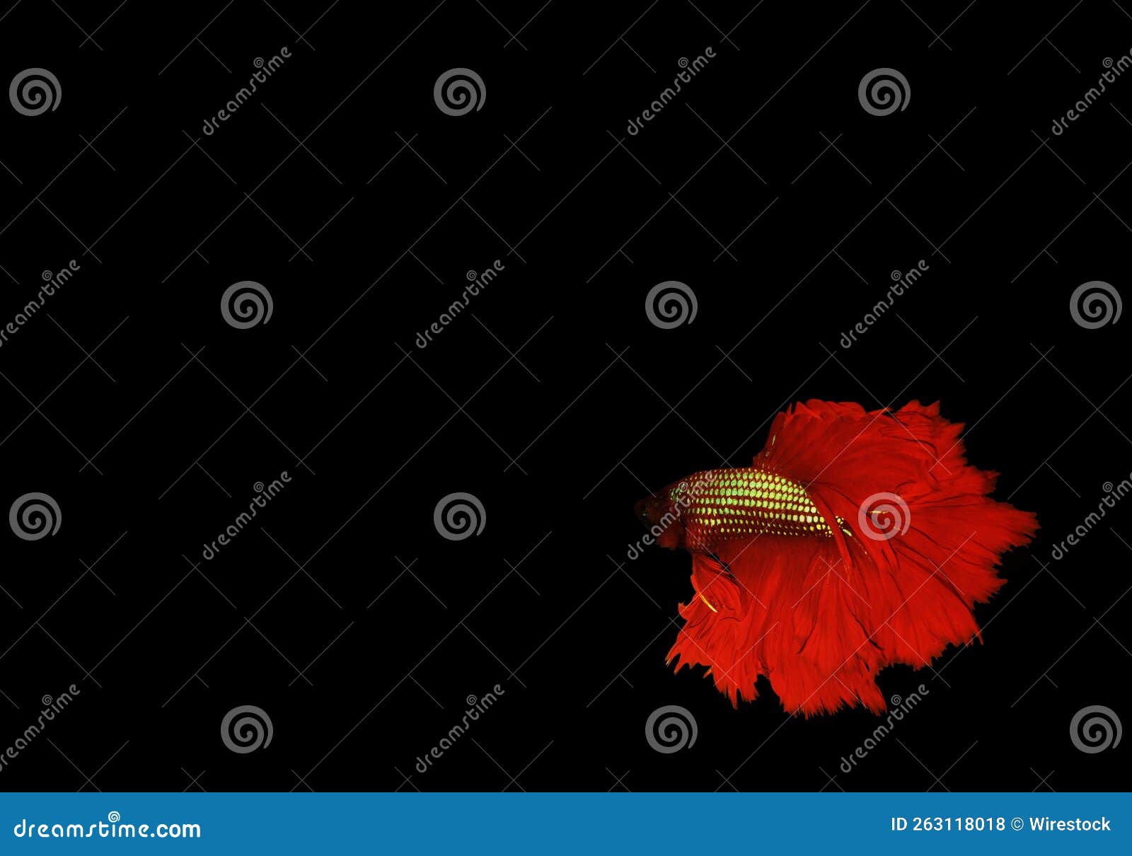 Red Betta Fish, Fighter Fish Isolated on a Black Background Stock Photo ...