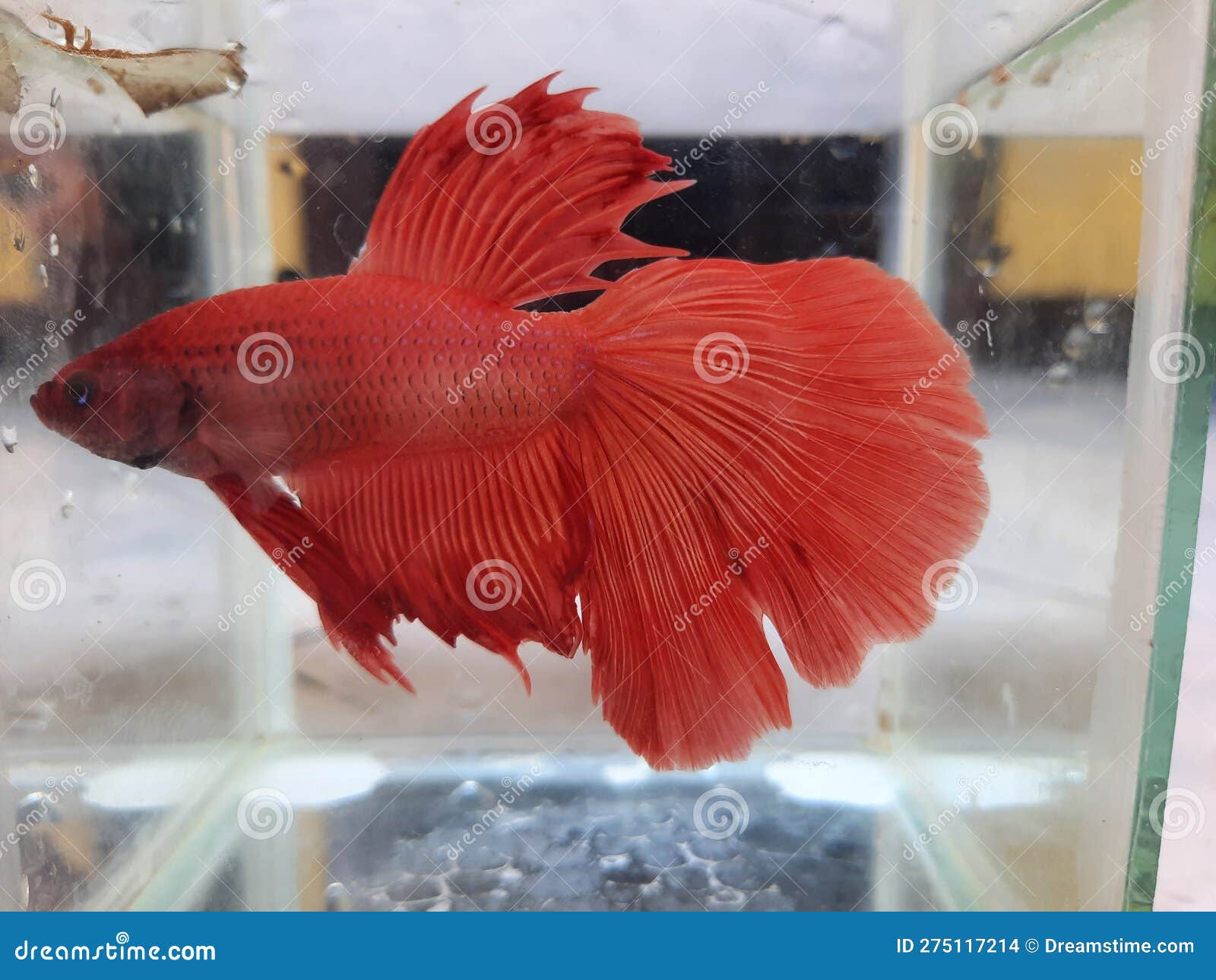 Red Betta Fish with a Long Tail Stock Photo - Image of long, tail ...