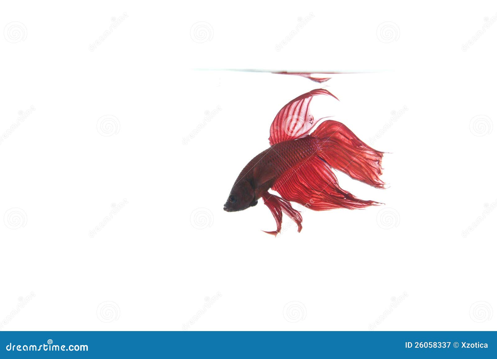 Red Betta Fish White Back Ground Stock Image - Image of water, beta ...