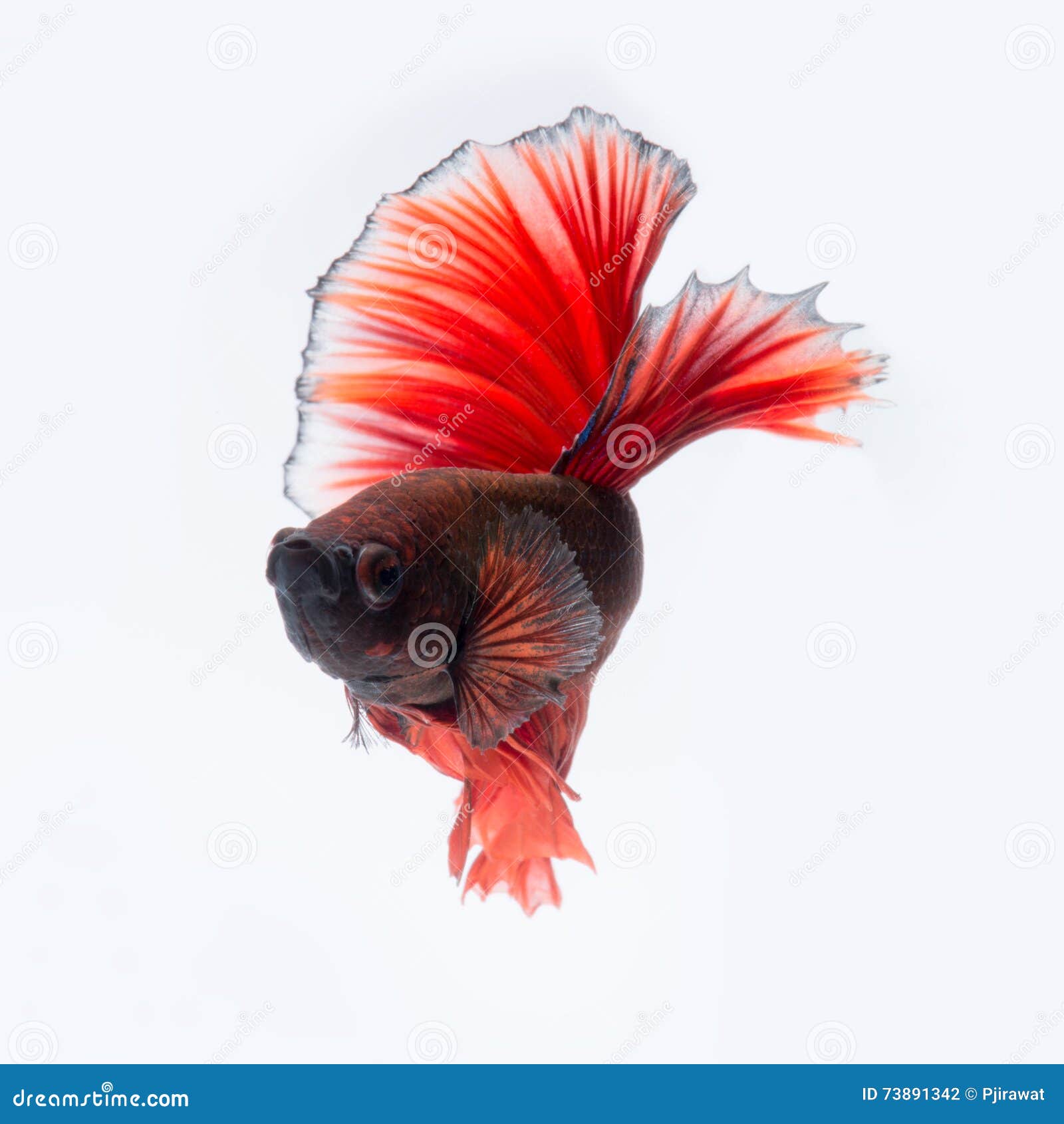 Red Betta Fish on White Background Stock Photo - Image of animal ...
