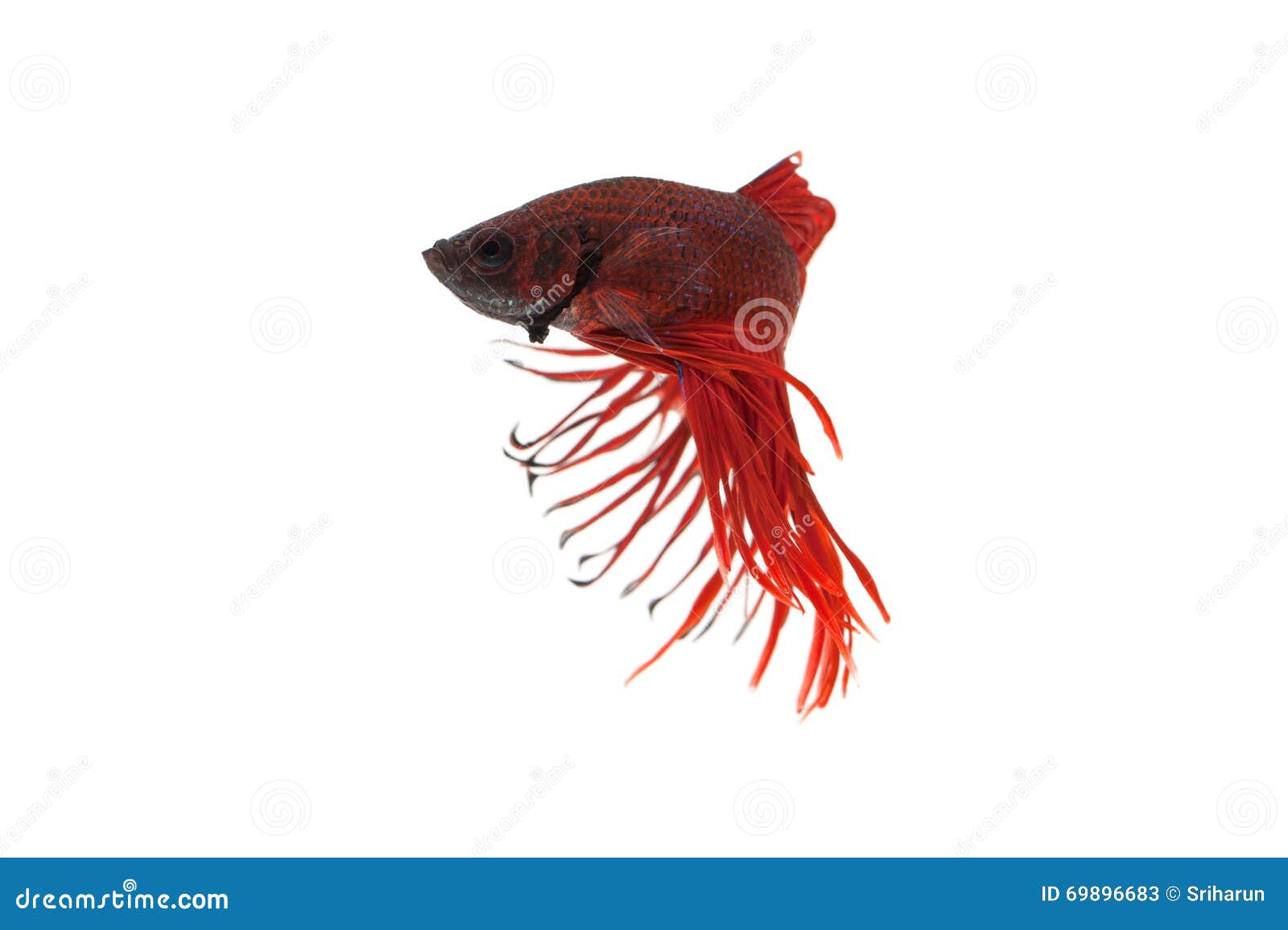 Red betta splendens stock image. Image of fish, aquarium - 69896683