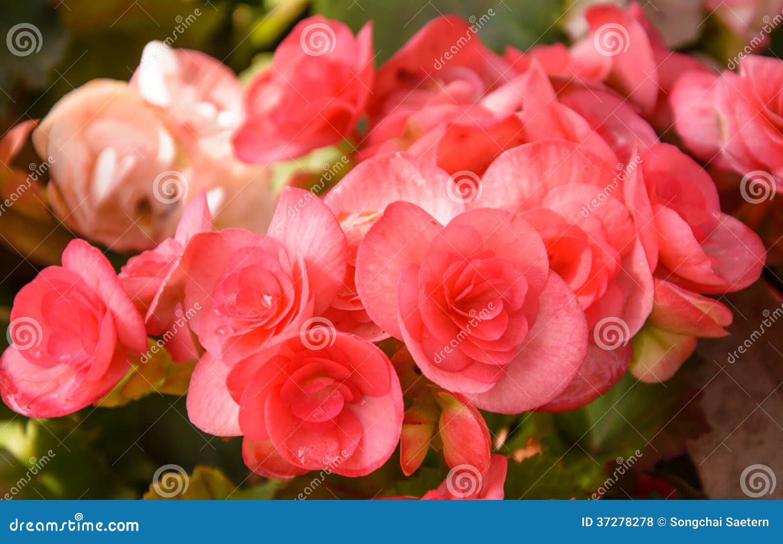 Red big begonia stock photo. Image of group, closeup - 37278278