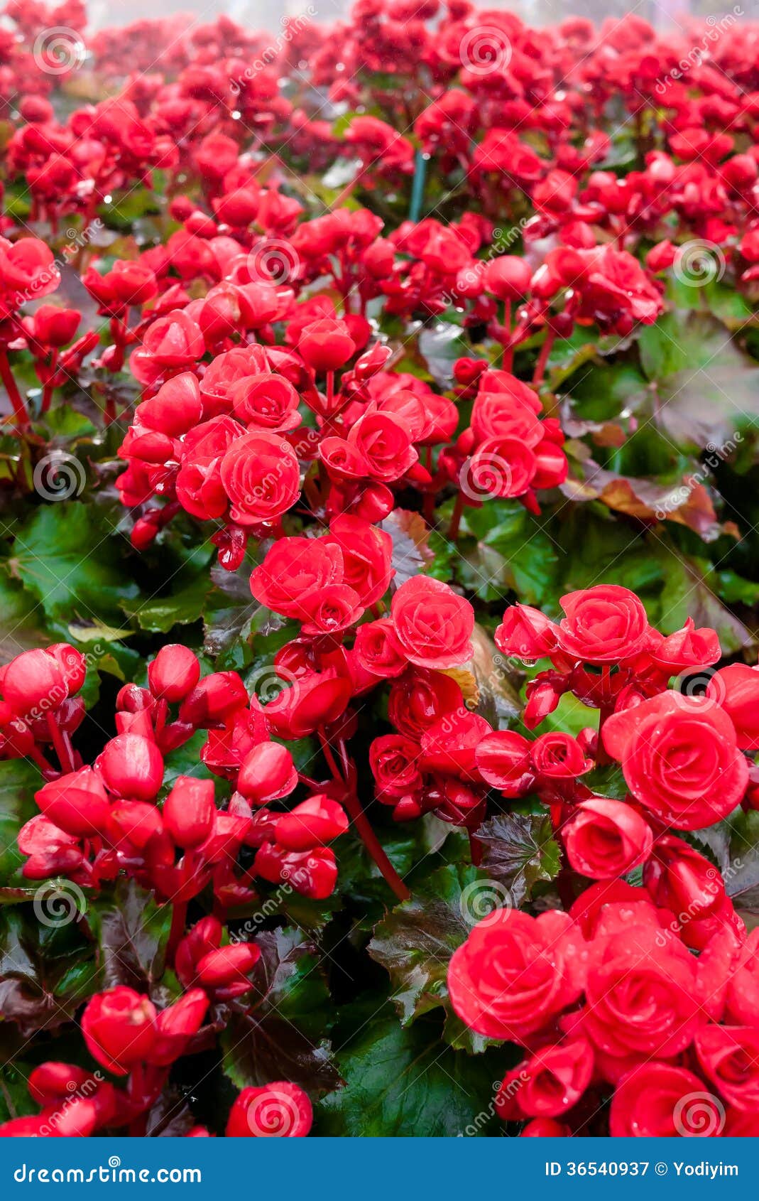 Red big begonia stock image. Image of ornamental, garden - 36540937