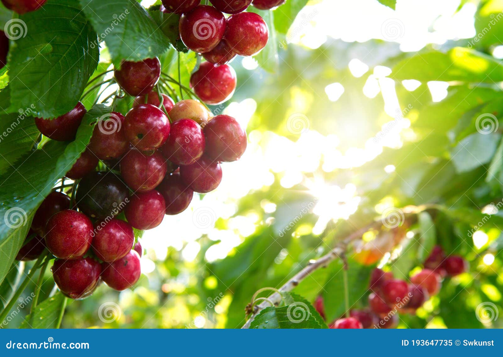 Red Big Cherries Hanging on a Cherry Tree Branch. Stock Image - Image ...