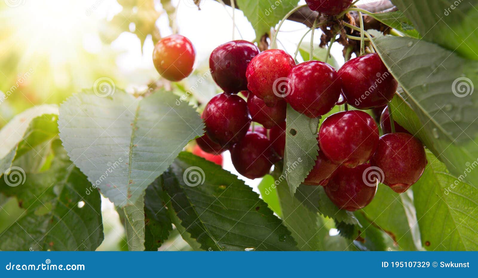 Red Big Cherries Hanging on a Cherry Tree Branch. Stock Image - Image ...