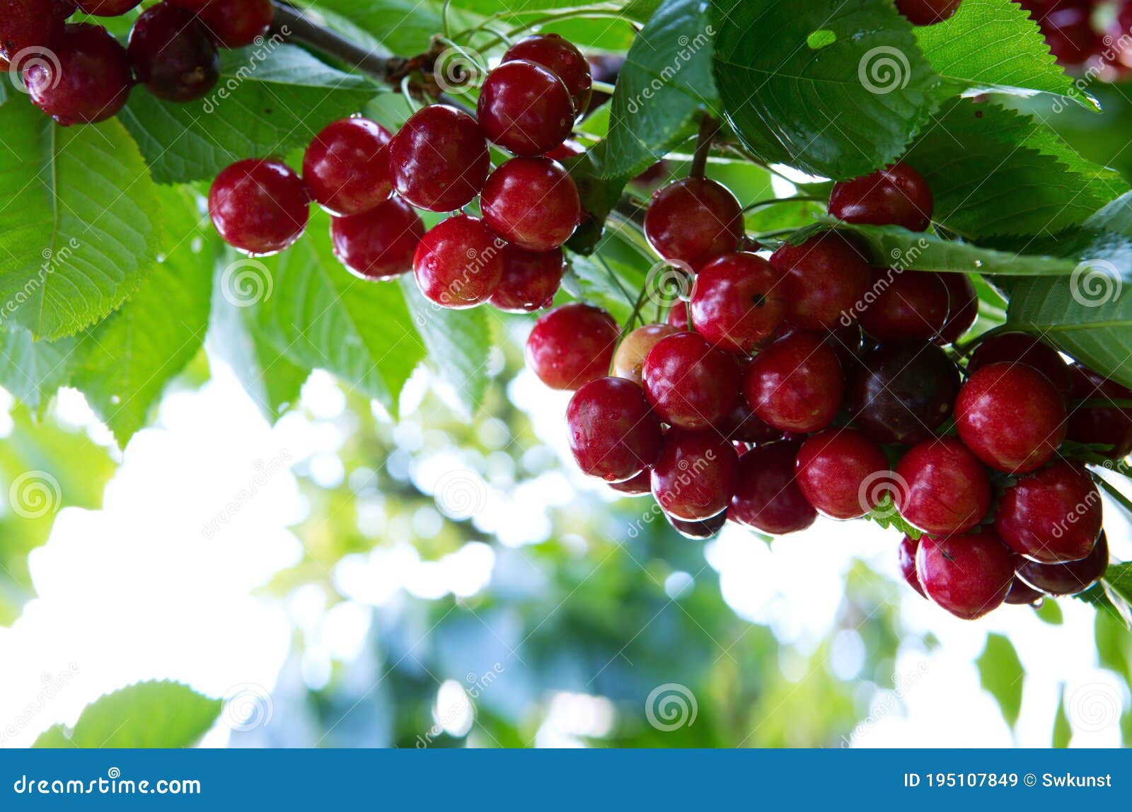 Red Big Cherries Hanging on a Cherry Tree Branch. Stock Image - Image ...