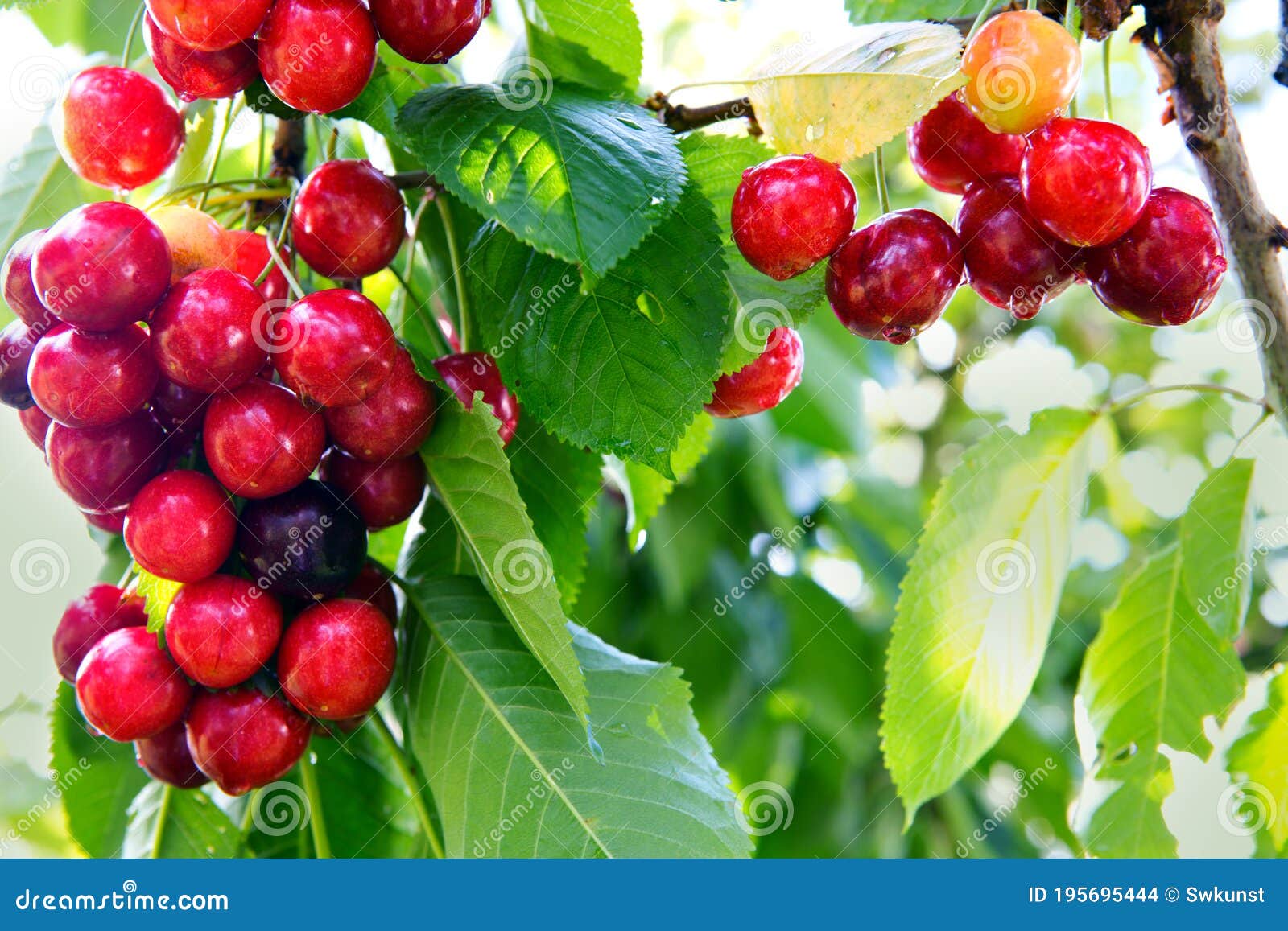 Red Big Cherries Hanging on a Cherry Tree Branch. Stock Photo - Image ...