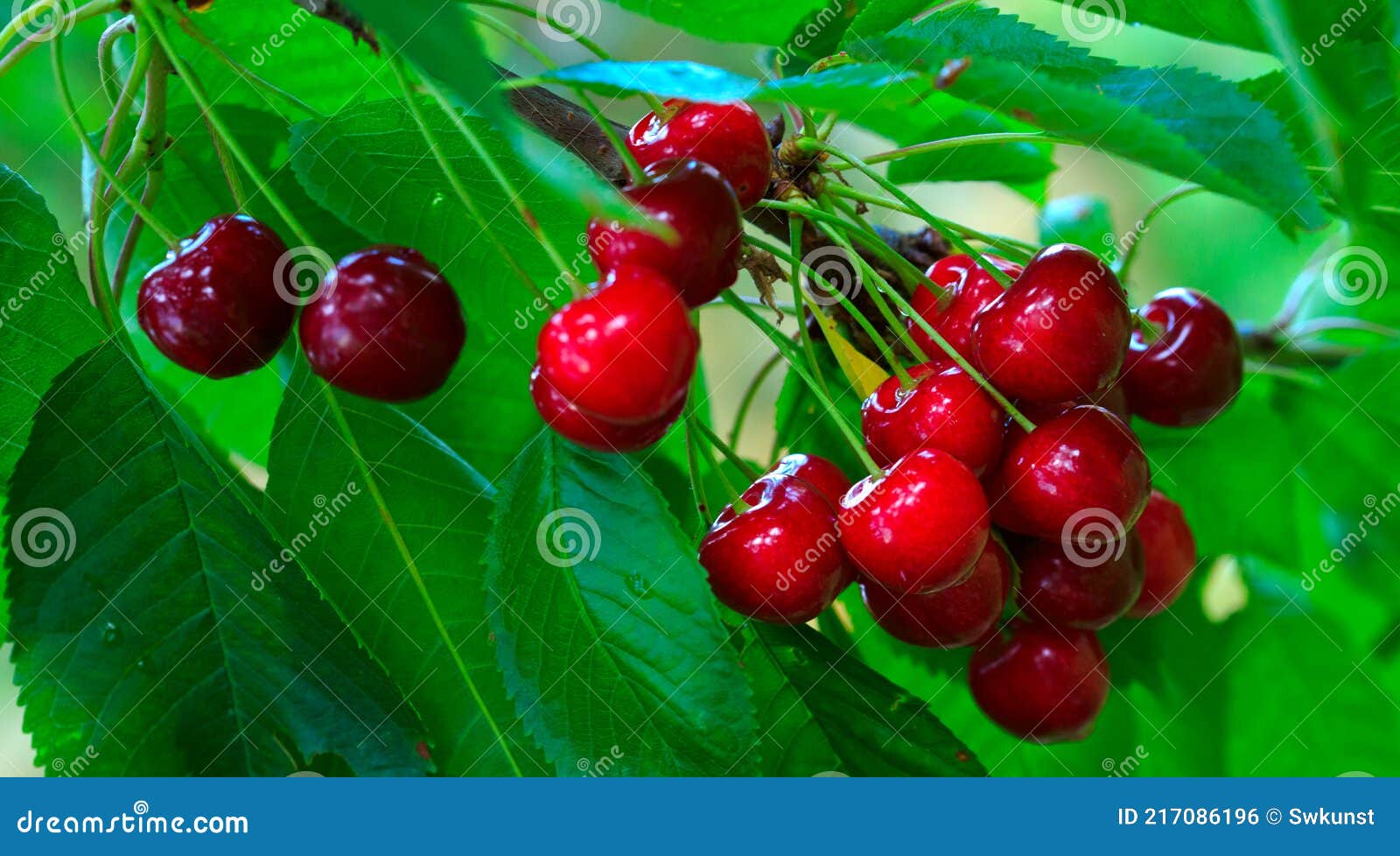 Red Big Cherries Hanging on a Cherry Tree Branch. Stock Photo - Image ...