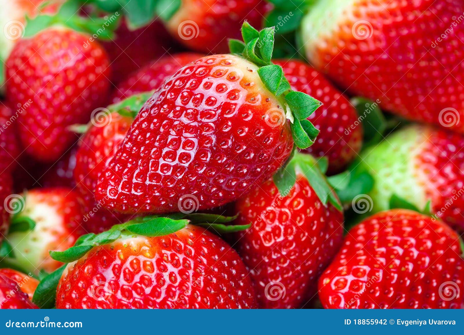 Red Big Juicy Ripe Strawberries Stock Photo - Image of nature, eating ...