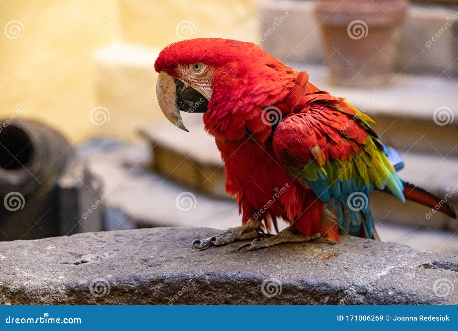 Red Big Macaw Parrot Bird in Closeup Stock Image - Image of macaw, wild ...