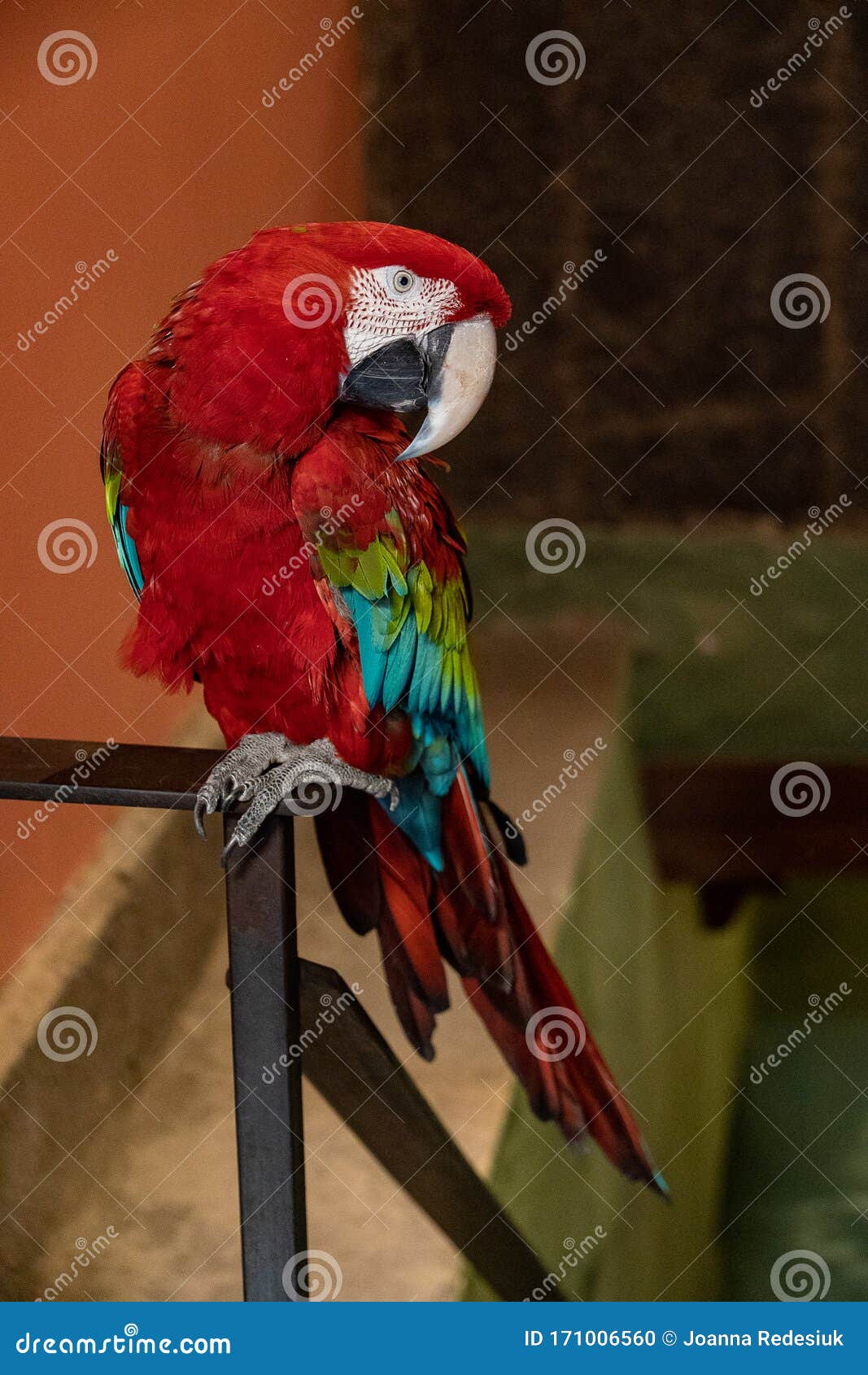Red Big Macaw Parrot Bird in Closeup Stock Photo - Image of exotic ...