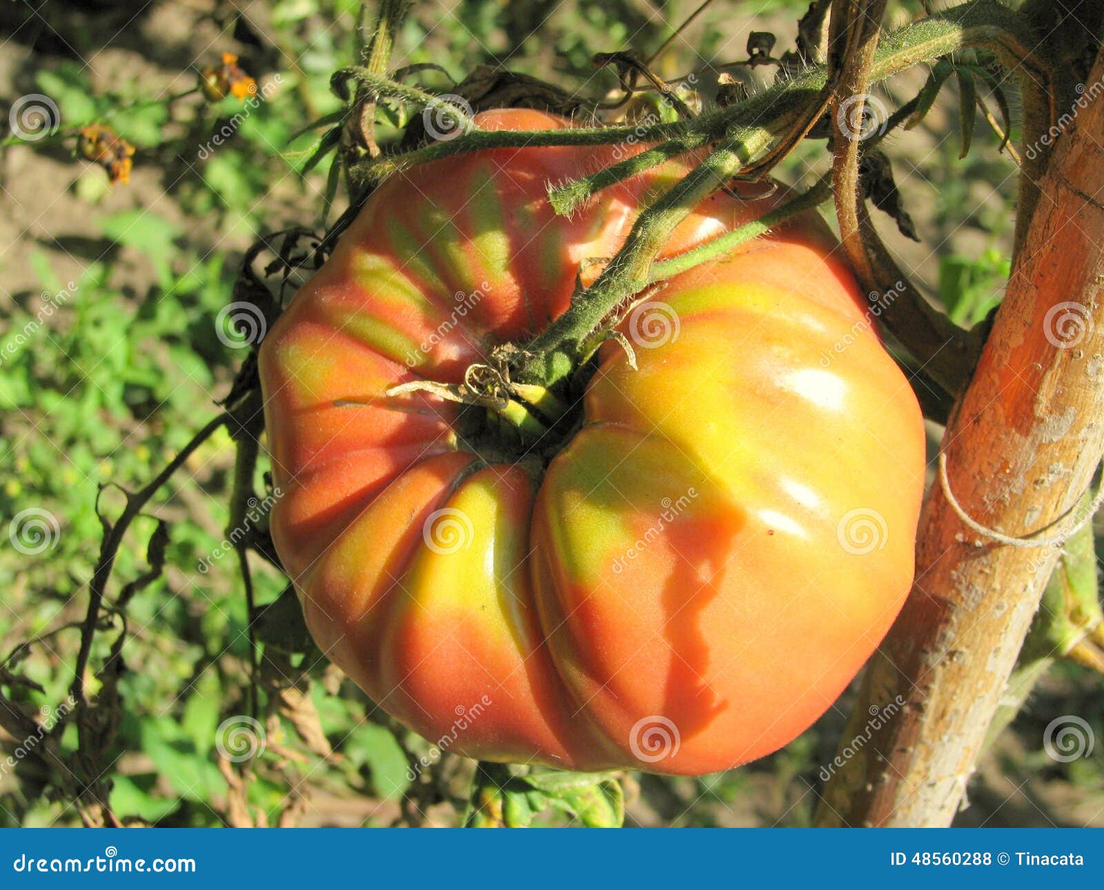 Red big tomatoe closeup stock photo. Image of food, held - 48560288