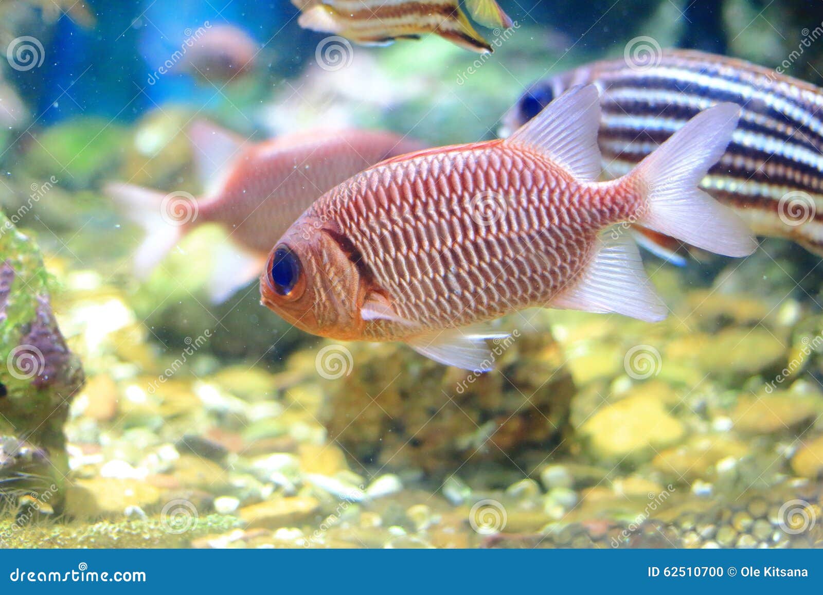 Red-bigeye fish stock photo. Image of bigeye, fish, aquarium - 62510700
