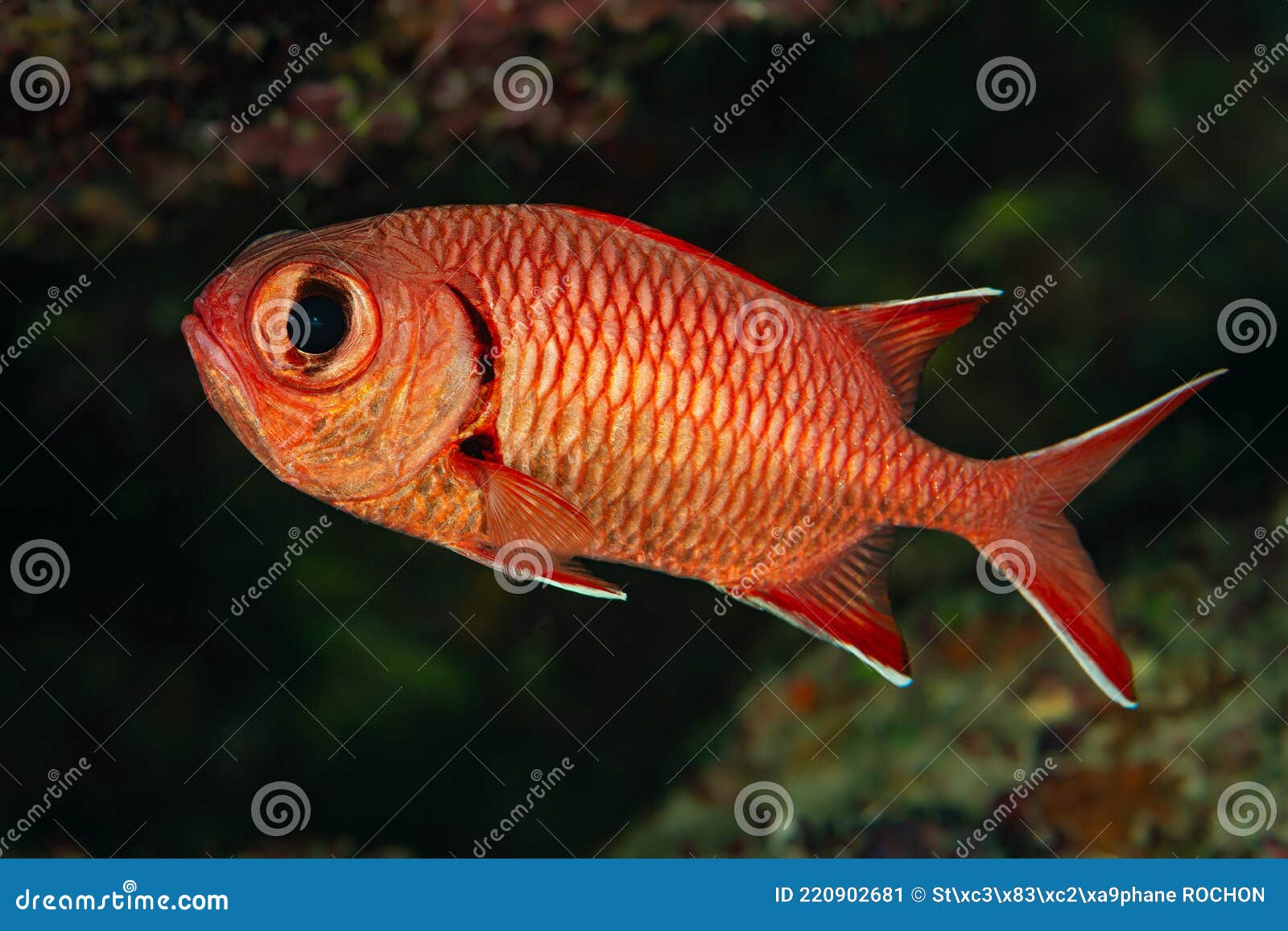 Red Bigscale Bigeye Soldierfish Fish Stock Image - Image of saint ...