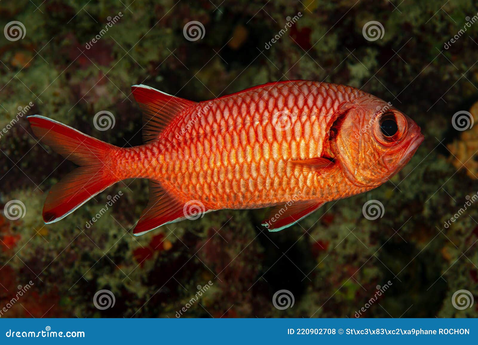 Red Bigscale Bigeye Soldierfish Fish Stock Photo - Image of colorful ...