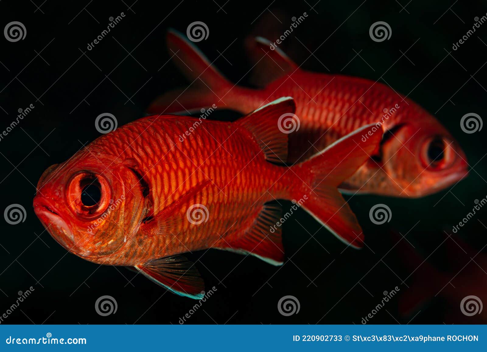 Bigscale Soldierfish Royalty-Free Stock Photography | CartoonDealer.com ...