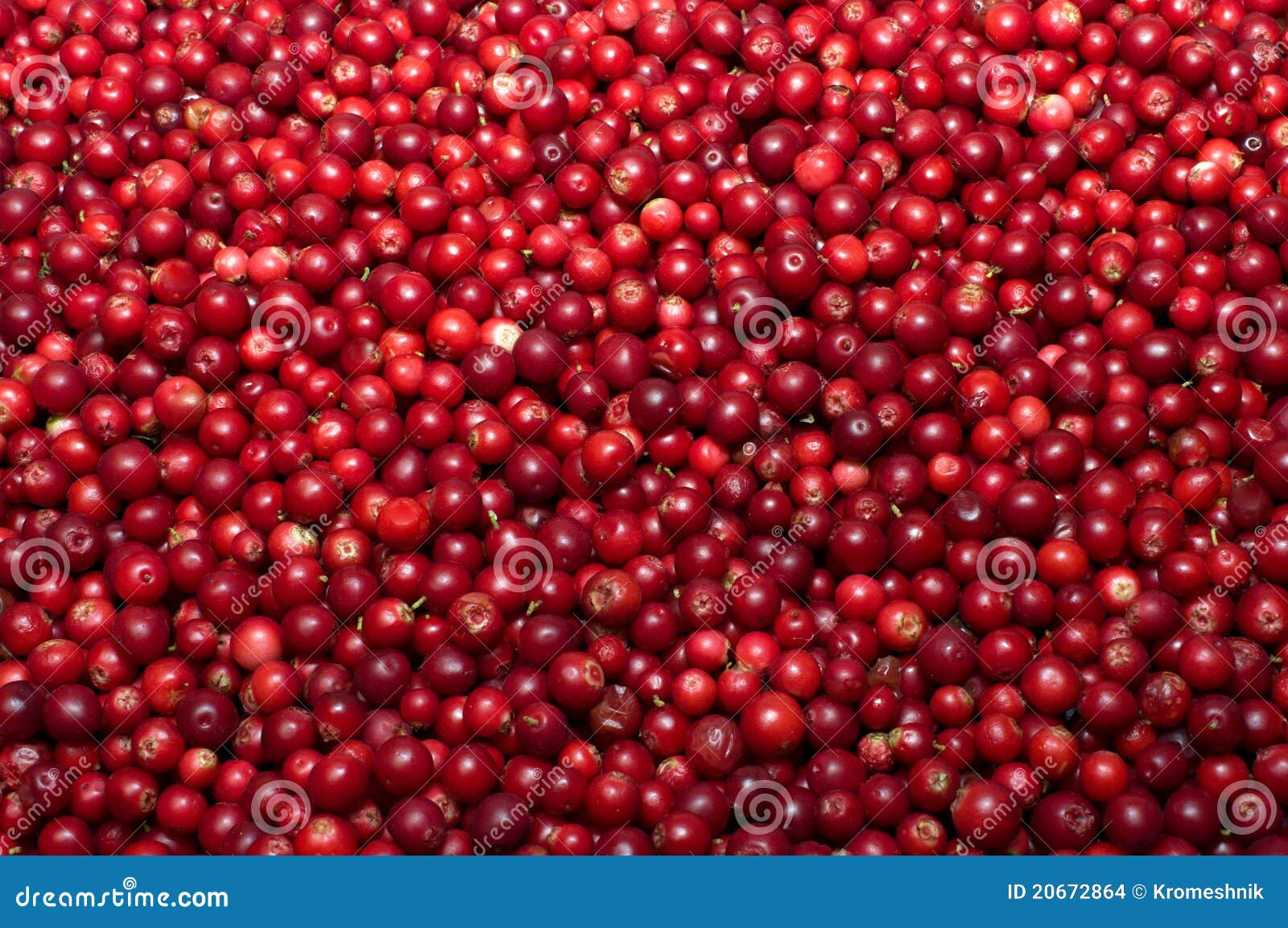 Red bilberries. stock photo. Image of ripe, heap, health - 20672864