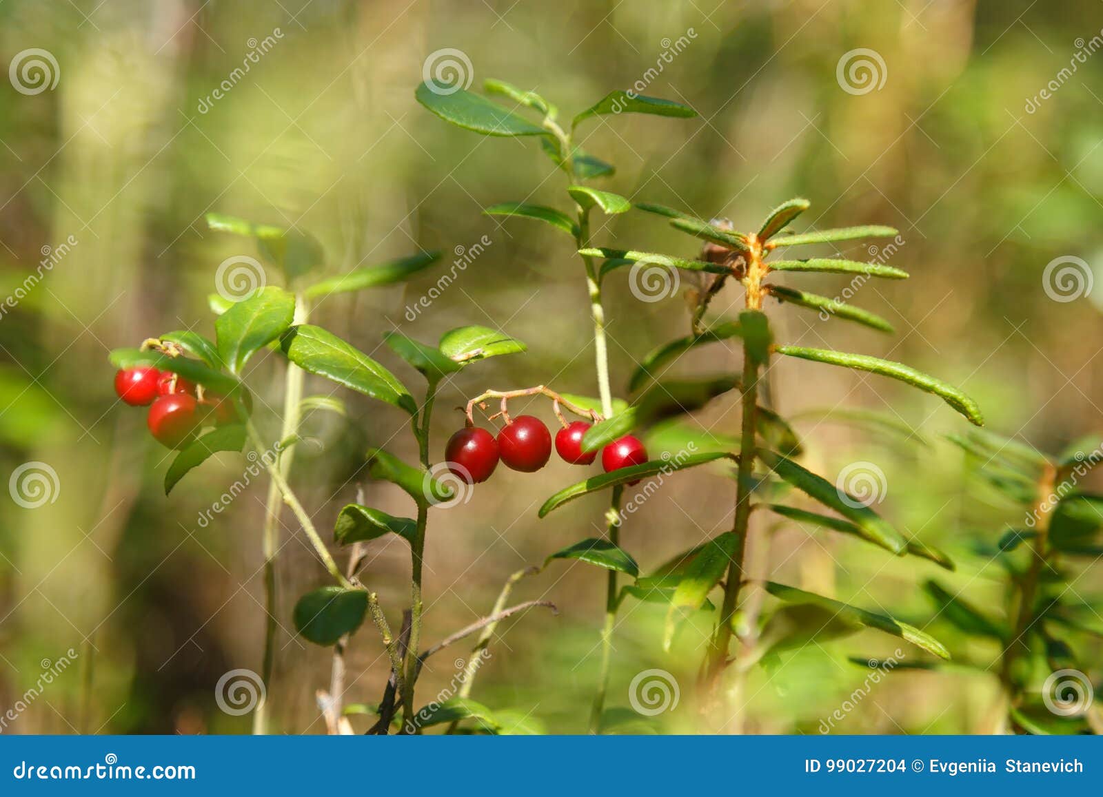 Red Bilberries in the Forest Stock Photo - Image of berry, natural ...