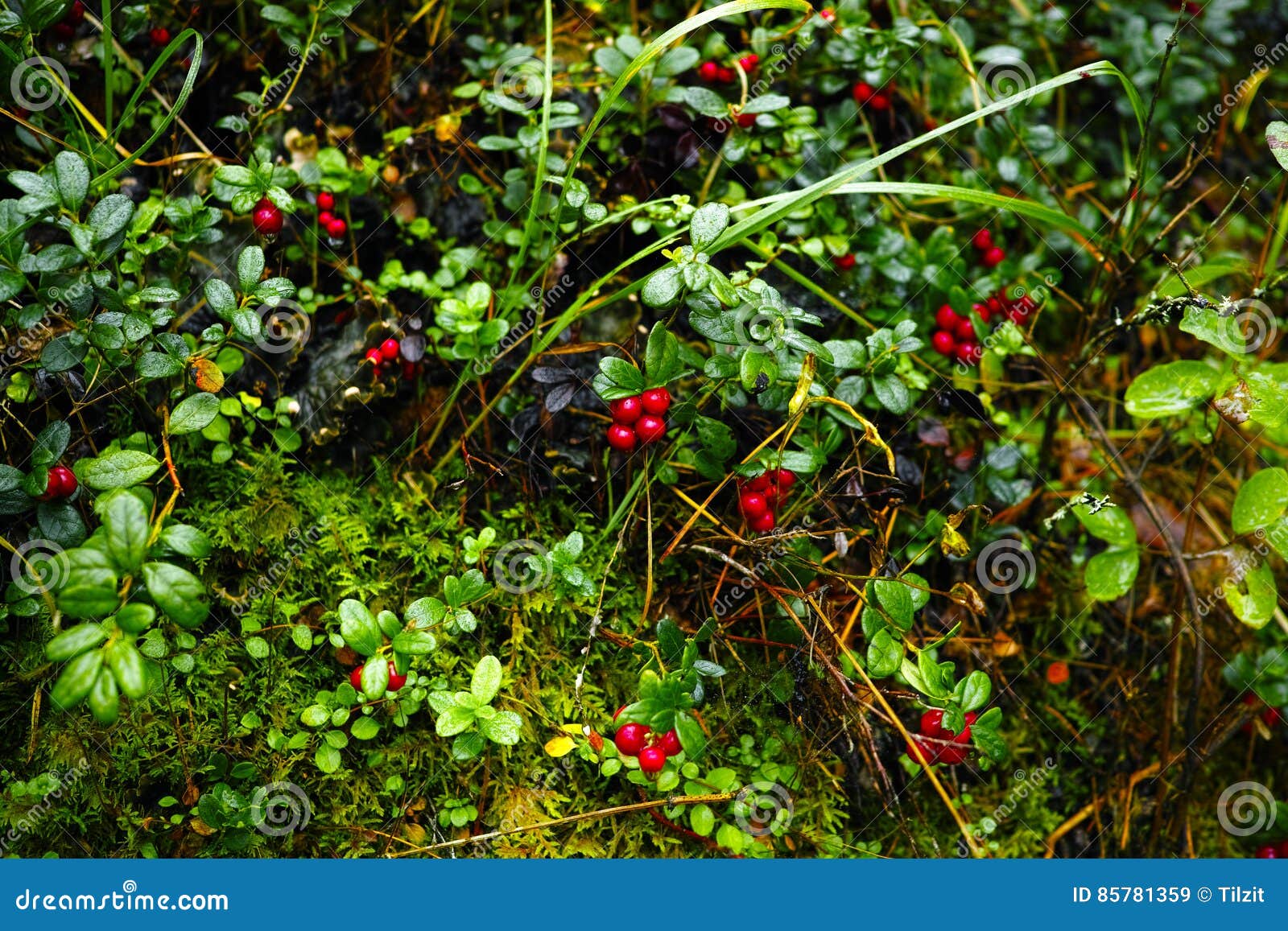 Red Bilberries Taiga Forest Stock Photos - Free & Royalty-Free Stock ...