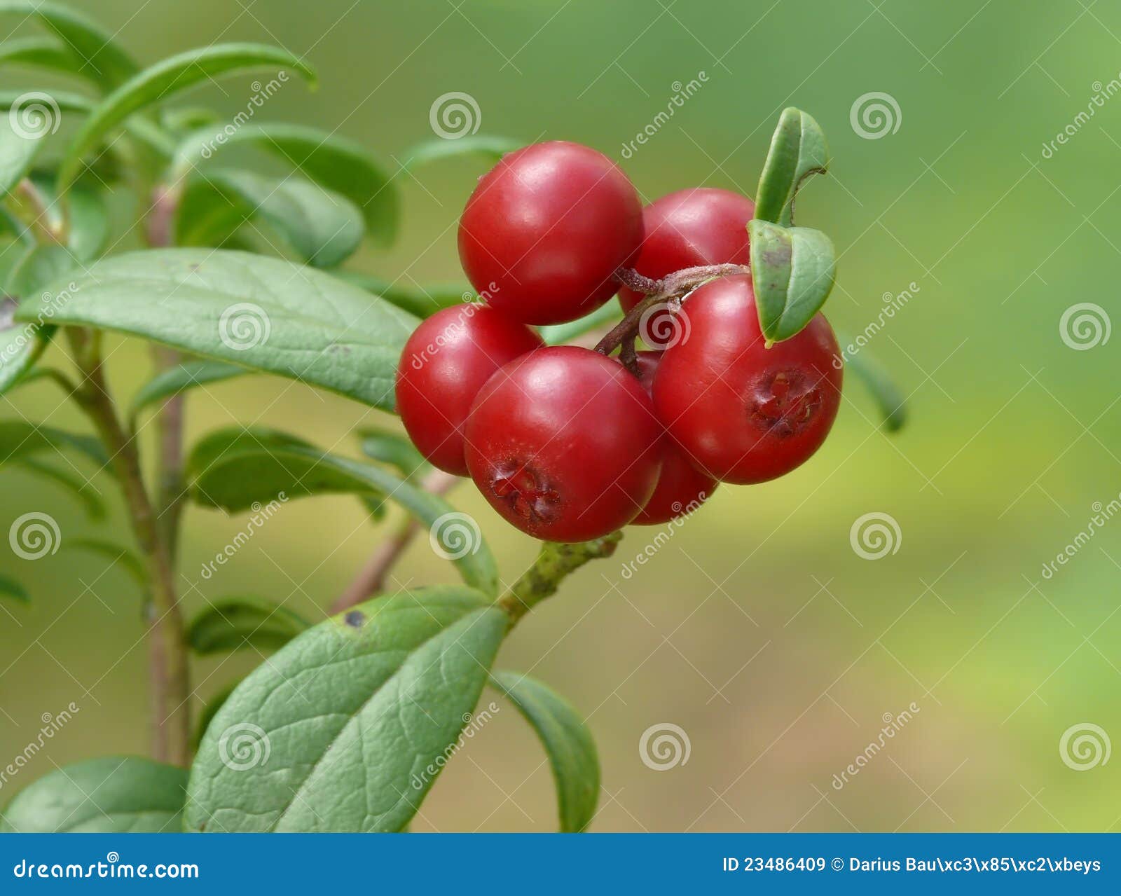 Red bilberry stock image. Image of crowberries, macro - 23486409