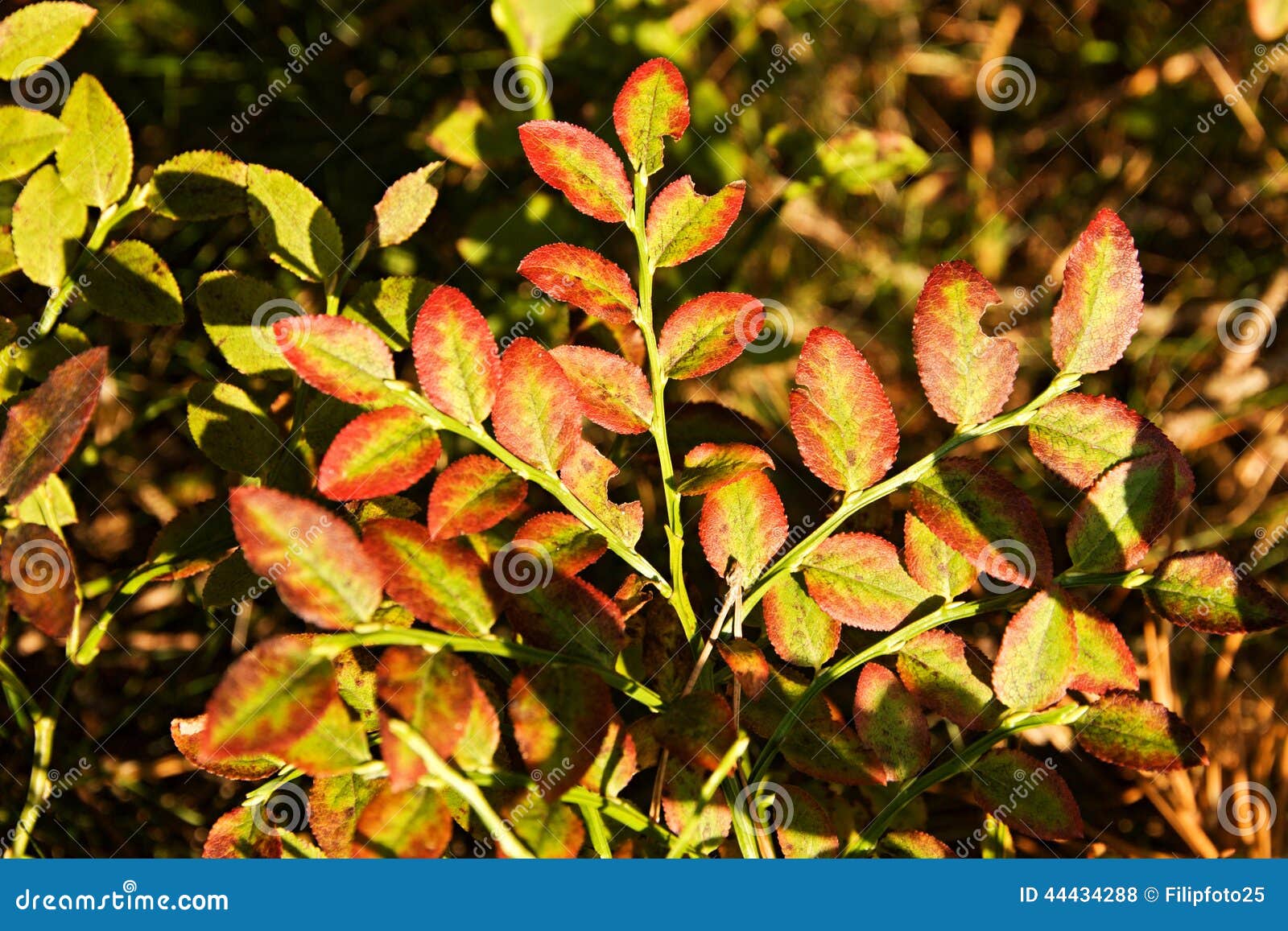 Red bilberry stock photo. Image of autumn, color, macro - 44434288