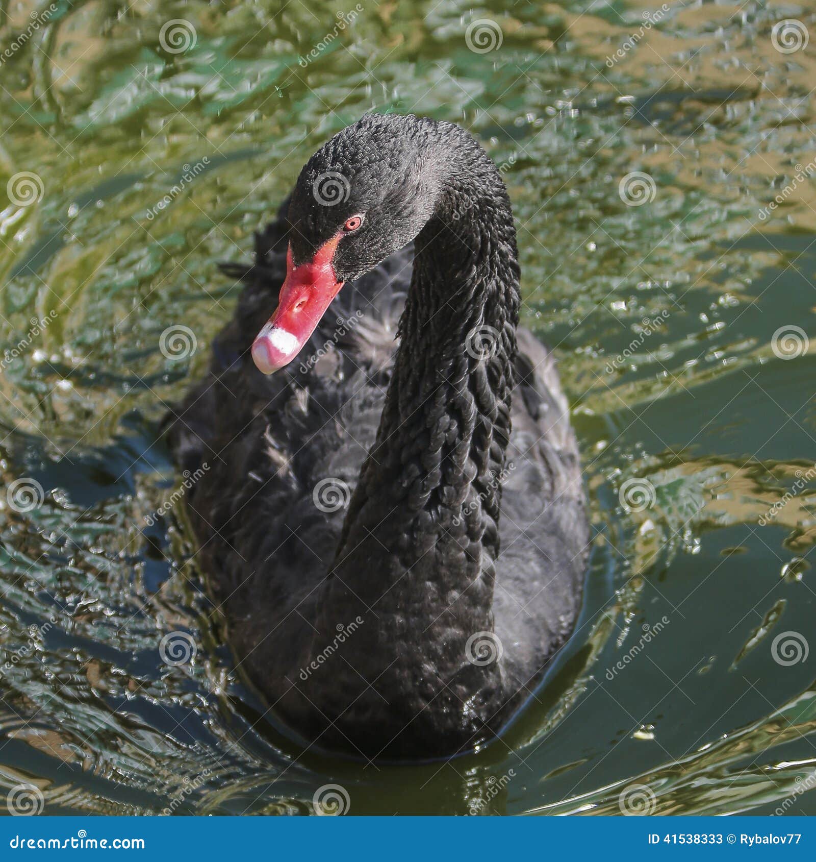 The red bill black swan. stock image. Image of swan, majestic - 41538333