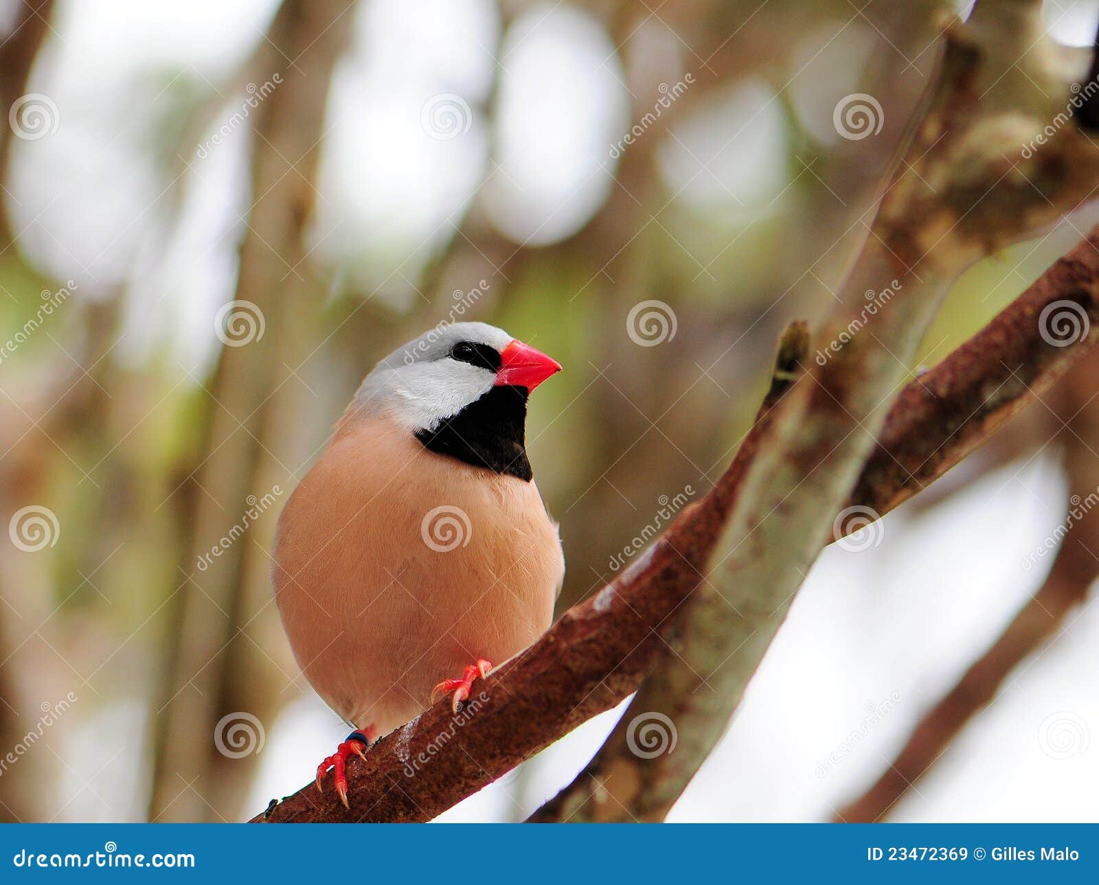 Red Bill Finch Bird stock image. Image of park, beauty - 23472369
