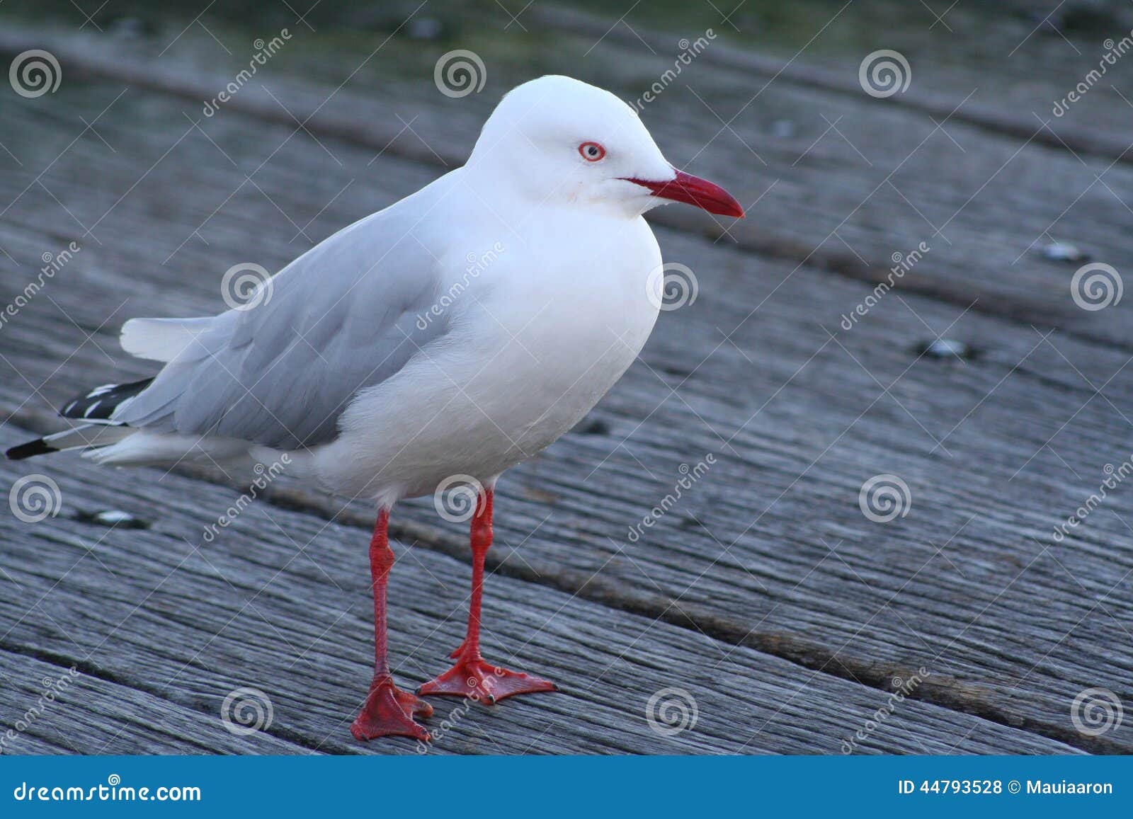 Red Bill Seagull stock photo. Image of seagull, australia - 44793528