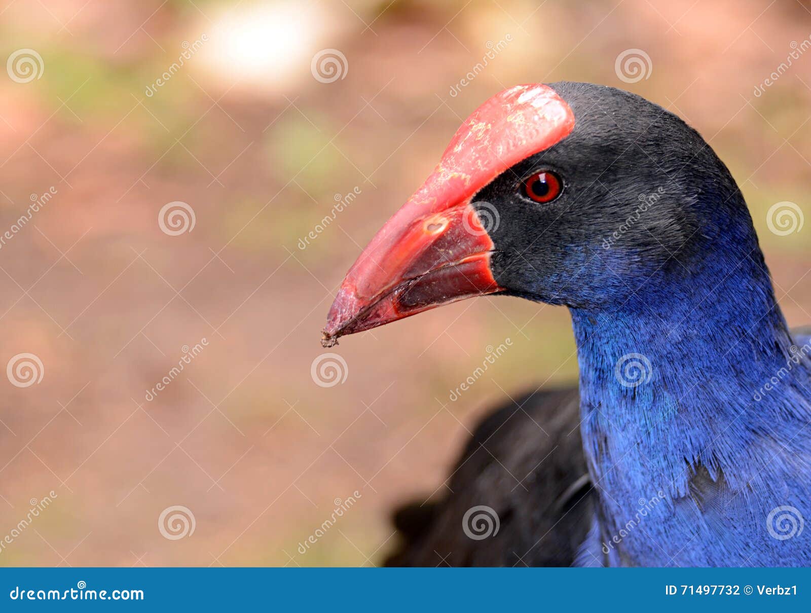Red Billed Blue Bird stock photo. Image of billed, bird - 71497732