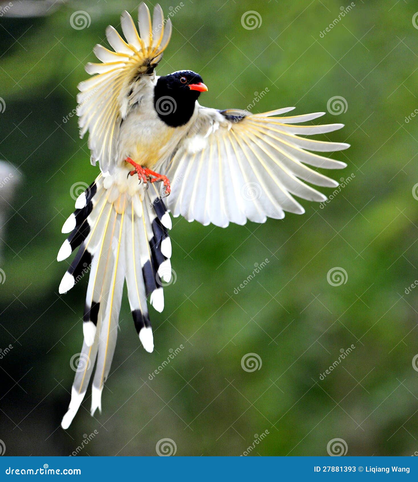 Red-billed Blue Magpie stock image. Image of color, blue - 27881393