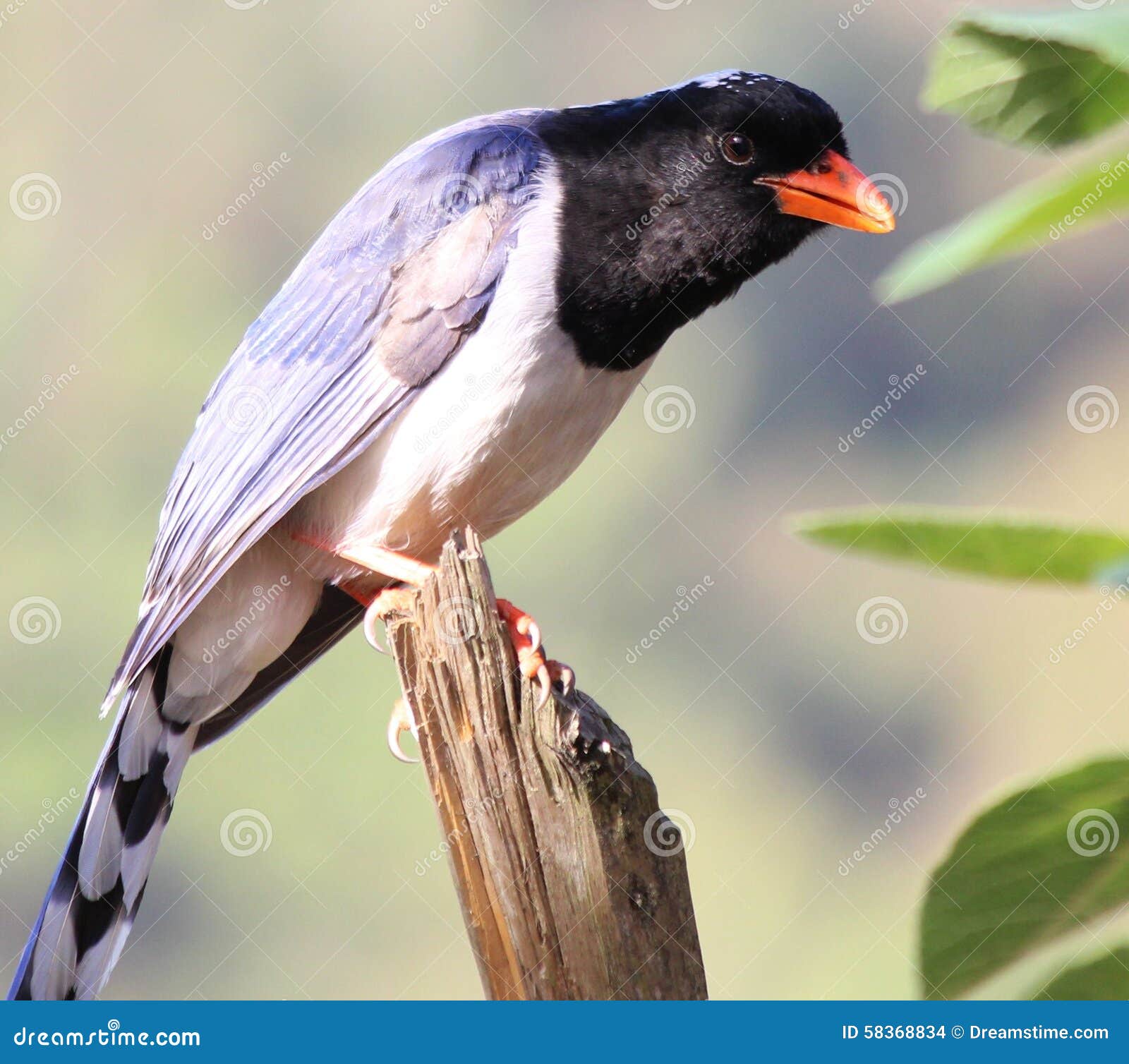 Red Billed Blue Magpie stock photo. Image of look, beak - 58368834
