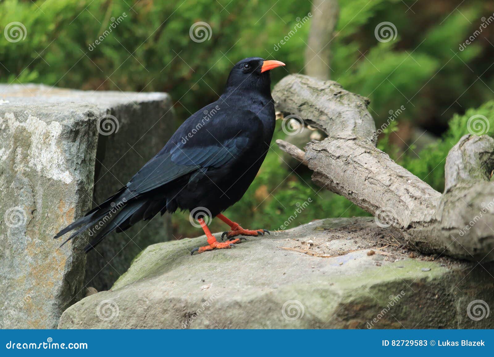 Red-billed chough stock image. Image of animal, bird - 82729583