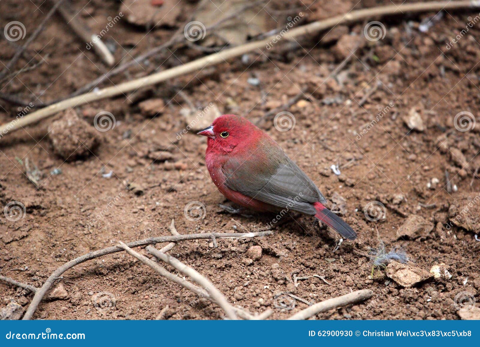 Red-billed Firefinch stock photo. Image of garden, lovely - 62900930