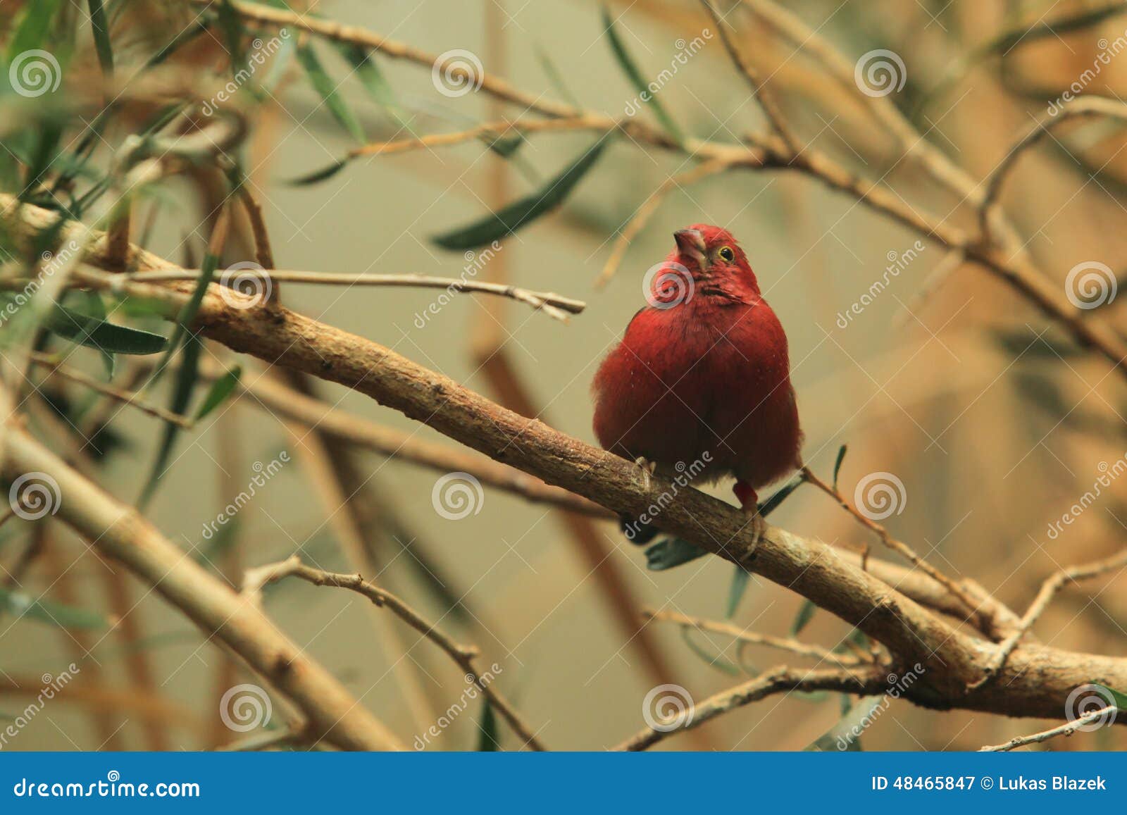 Red-billed firefinch stock image. Image of lagonosticta - 48465847