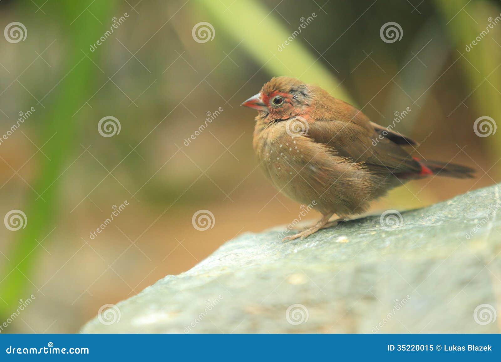 Red-billed Firefinch Lagonosticta Senegala Sitting On The Branch In ...
