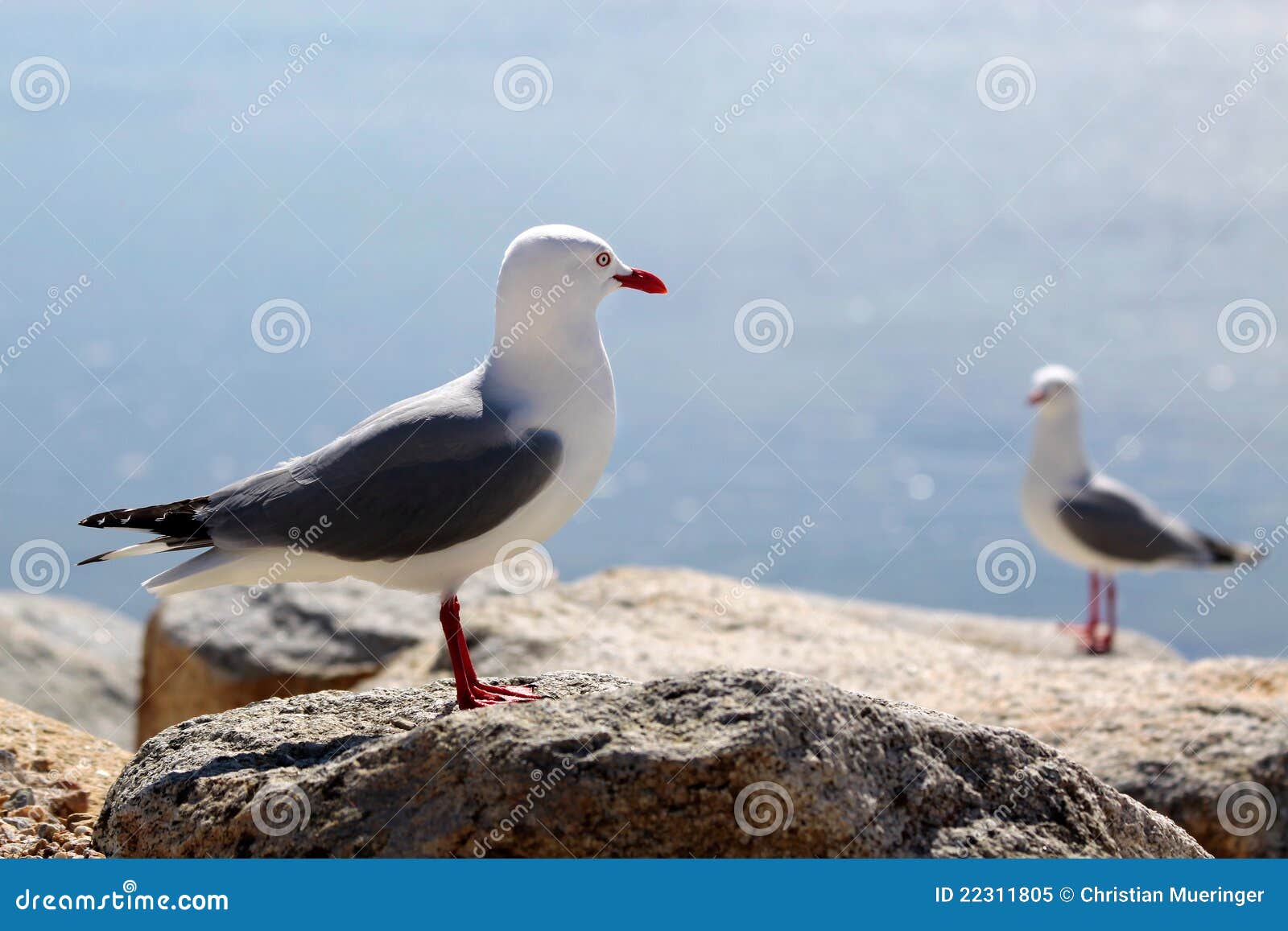 Red-billed Gull stock image. Image of hahei, charadriiformes - 22311805