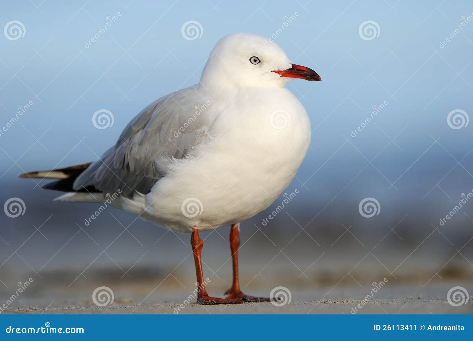 Red-Billed Gull stock image. Image of feather, aquatic - 26113411