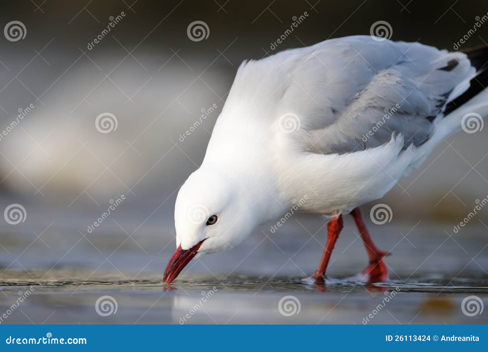 Red-Billed Gull stock photo. Image of environmental, feather - 26113424
