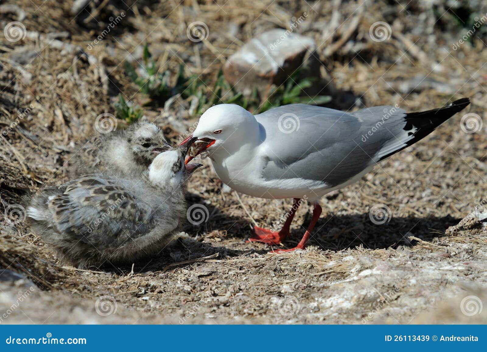 Red-Billed Gull stock image. Image of birds, australia - 26113439
