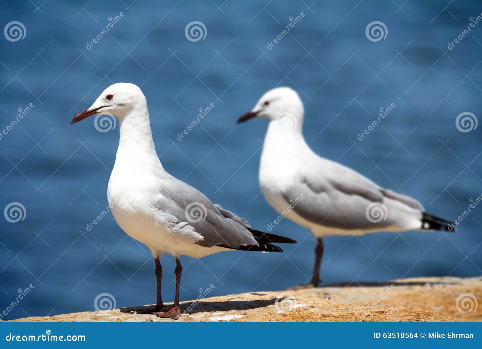 Red-billed gulls standing stock photo. Image of animal - 63510564