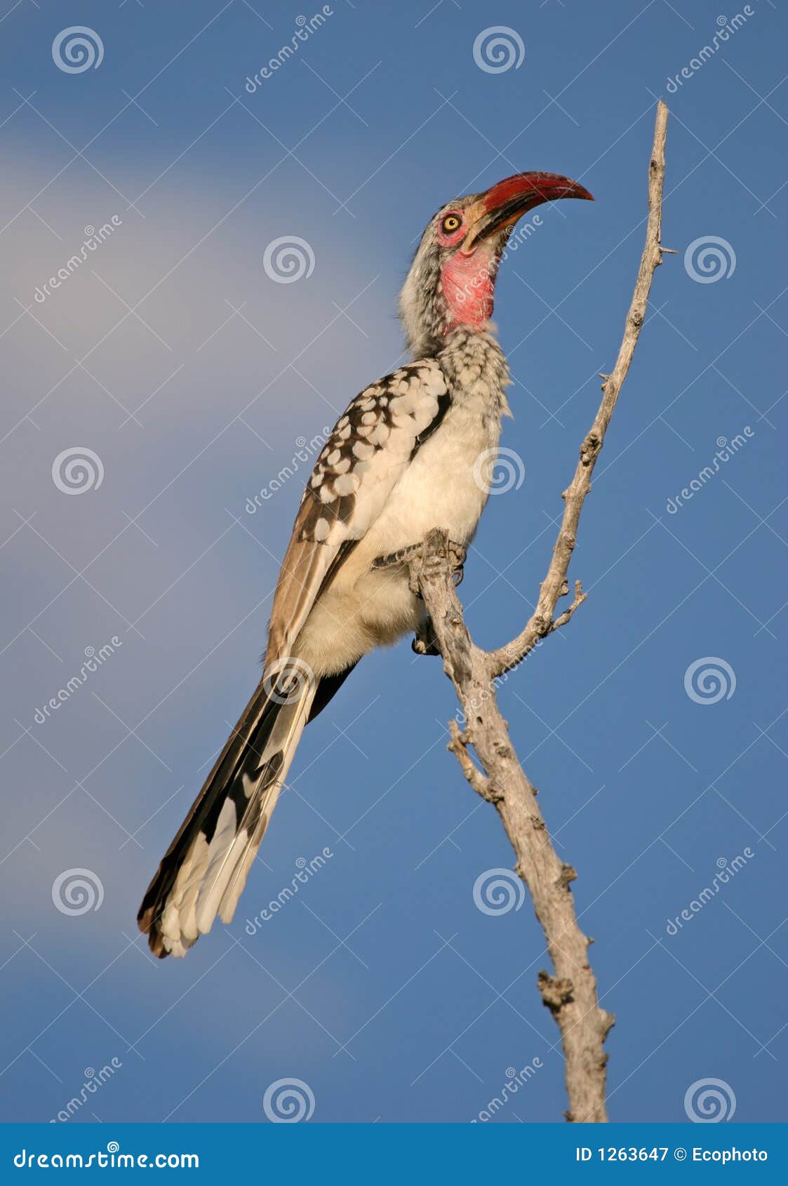 Red-billed hornbill stock image. Image of nature, feather - 1263647