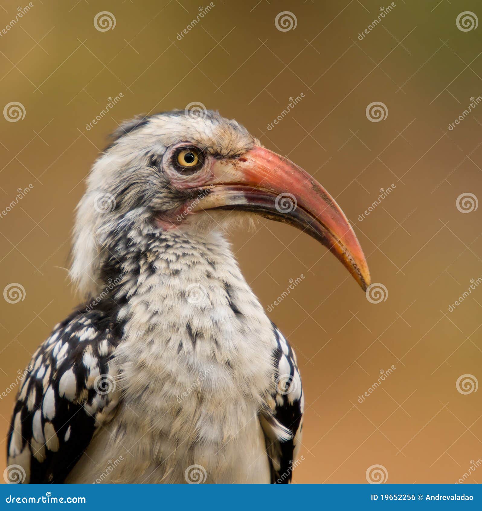 Red billed hornbill stock photo. Image of wild, endemic - 19652256